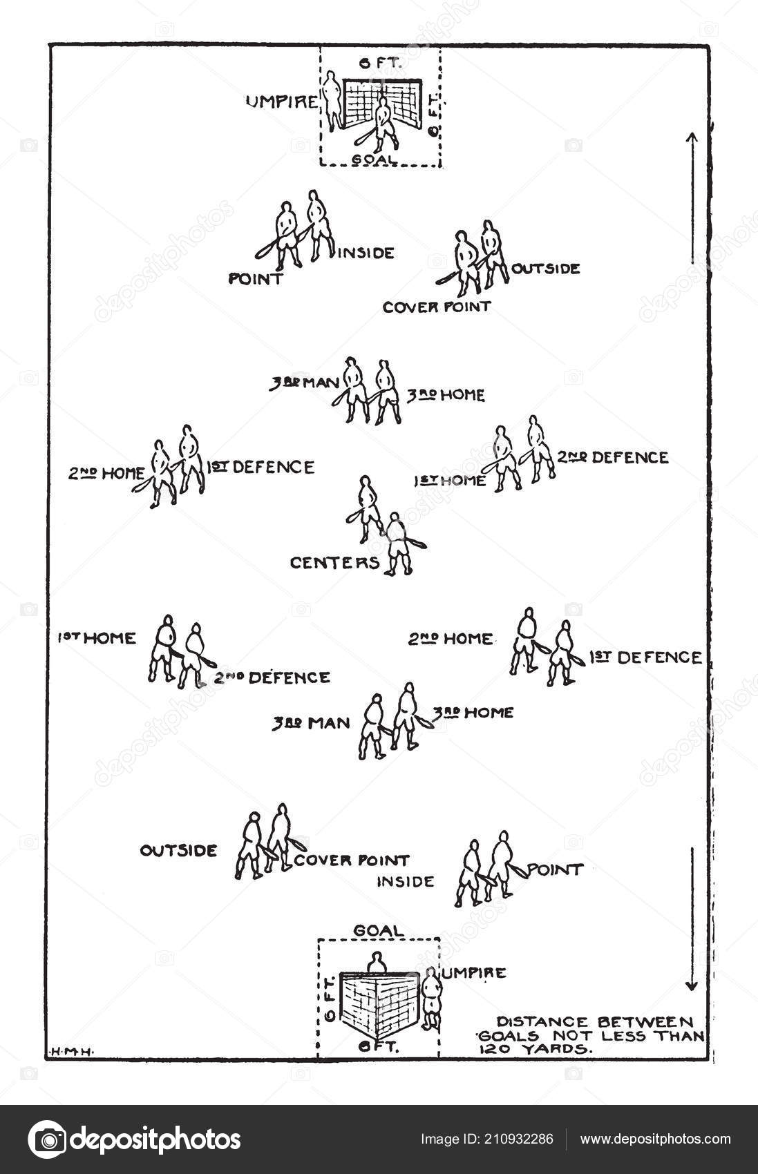 Acaleph Radiate Which Medusa Genus Tiaropsis Vintage Line Drawing ...