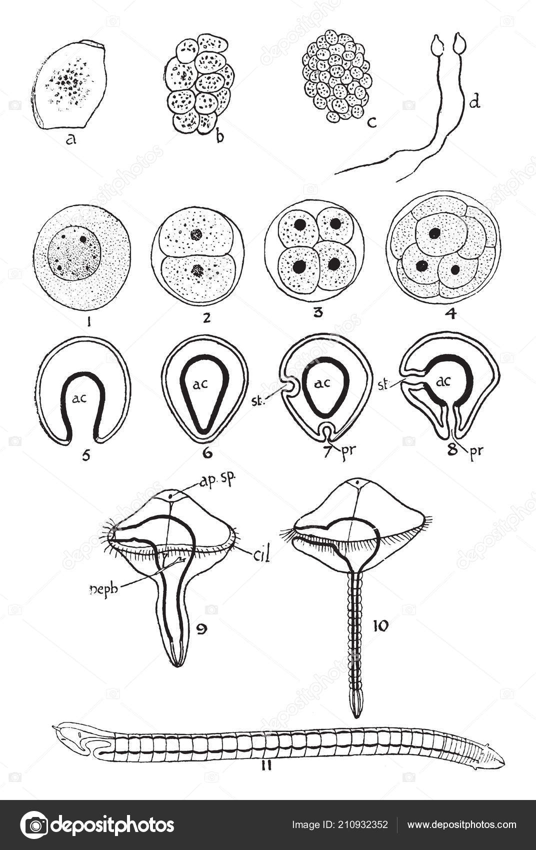 Polygordius Believed Ancient Ancestral Type Remarkable Its Simplicity ...