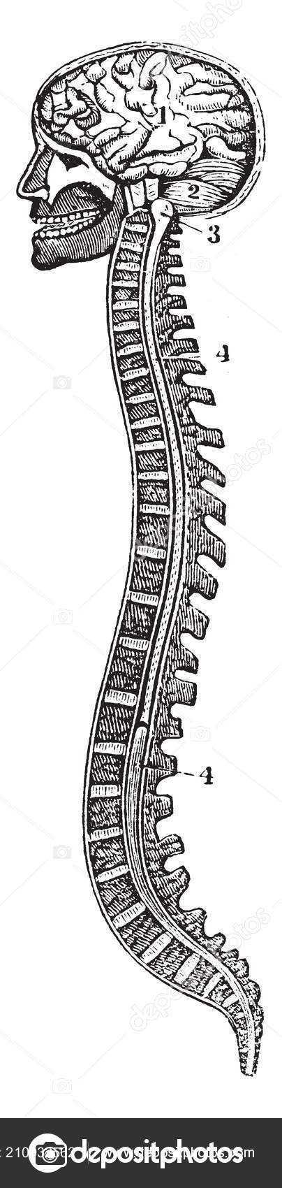 Brain And Spinal Cord Drawing