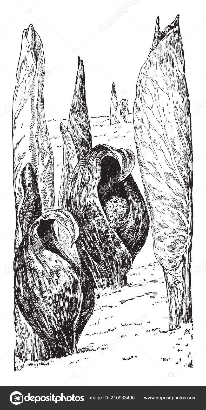 Clipper Era Velero Muy Rápido Del Tercio Medio Del Siglo Vector de ...