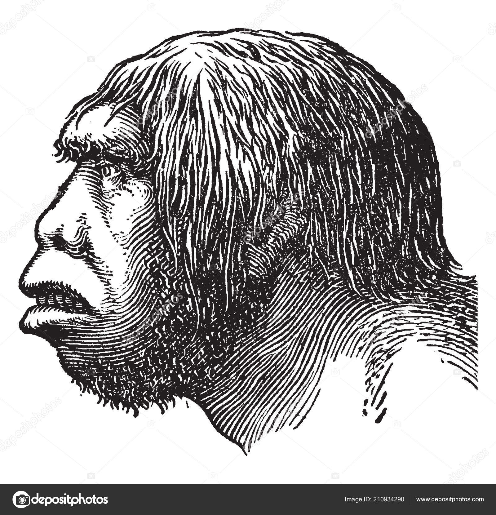 Neanderthal Face Drawing