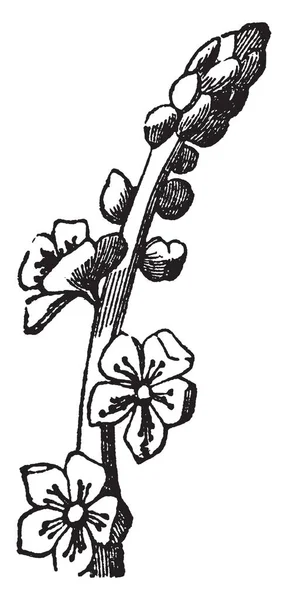 100,000 Adenium Vector Images | Depositphotos