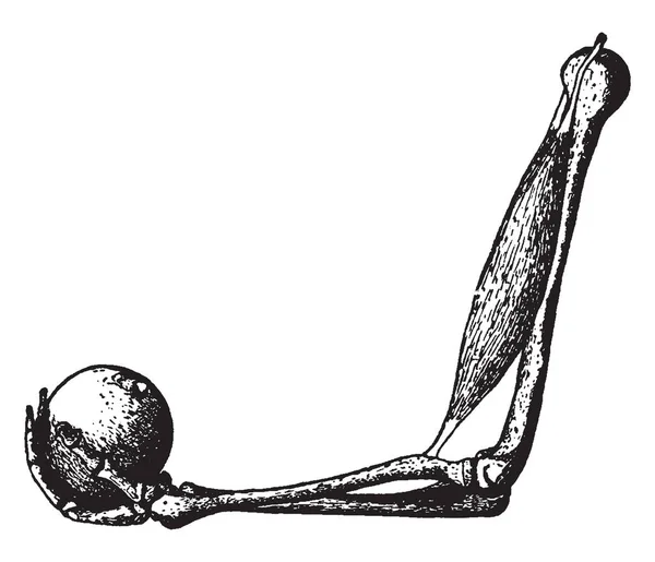 100,000 Clavicula Vector Images | Depositphotos