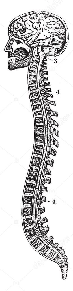 Sección Del Cerebro Y La Columna Vertebral Dibujo De Líneas Vintage O Ilustración De Grabado 2022