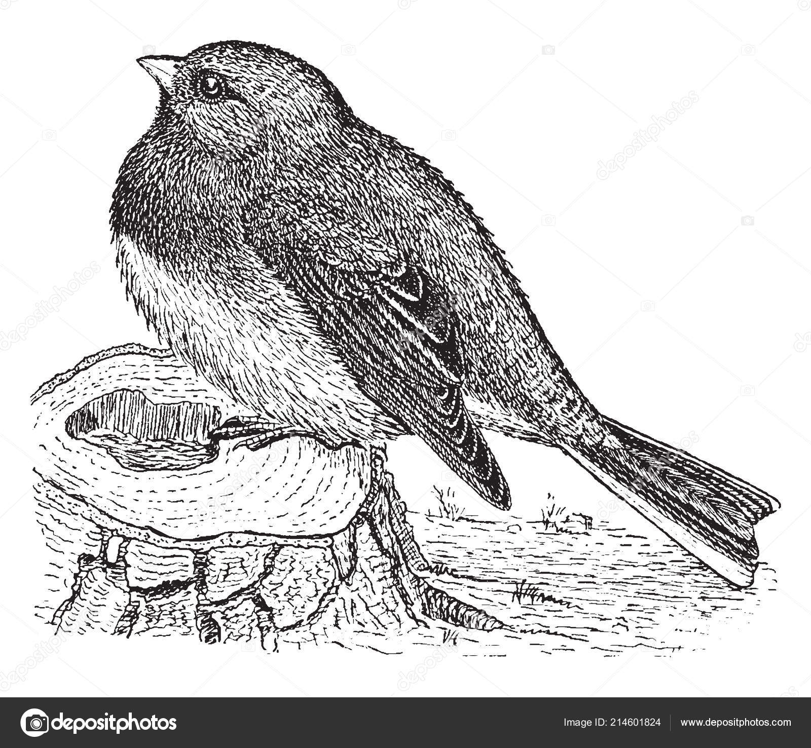 Junco Small American Sparrows Vintage Line Drawing Engraving ...