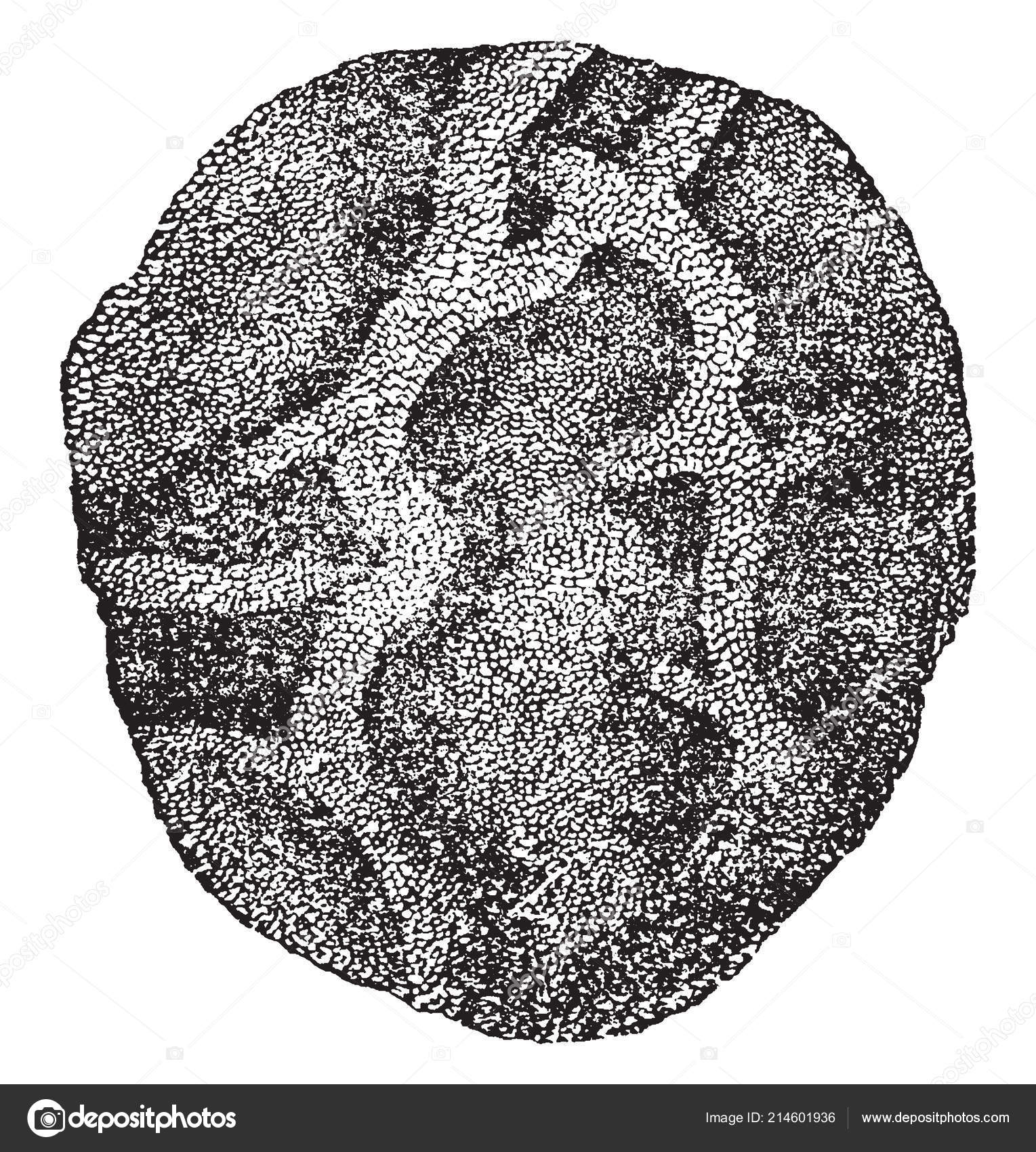 Diagram Represents Mucous Membrane Portion Stomach Vintage Line Drawing ...