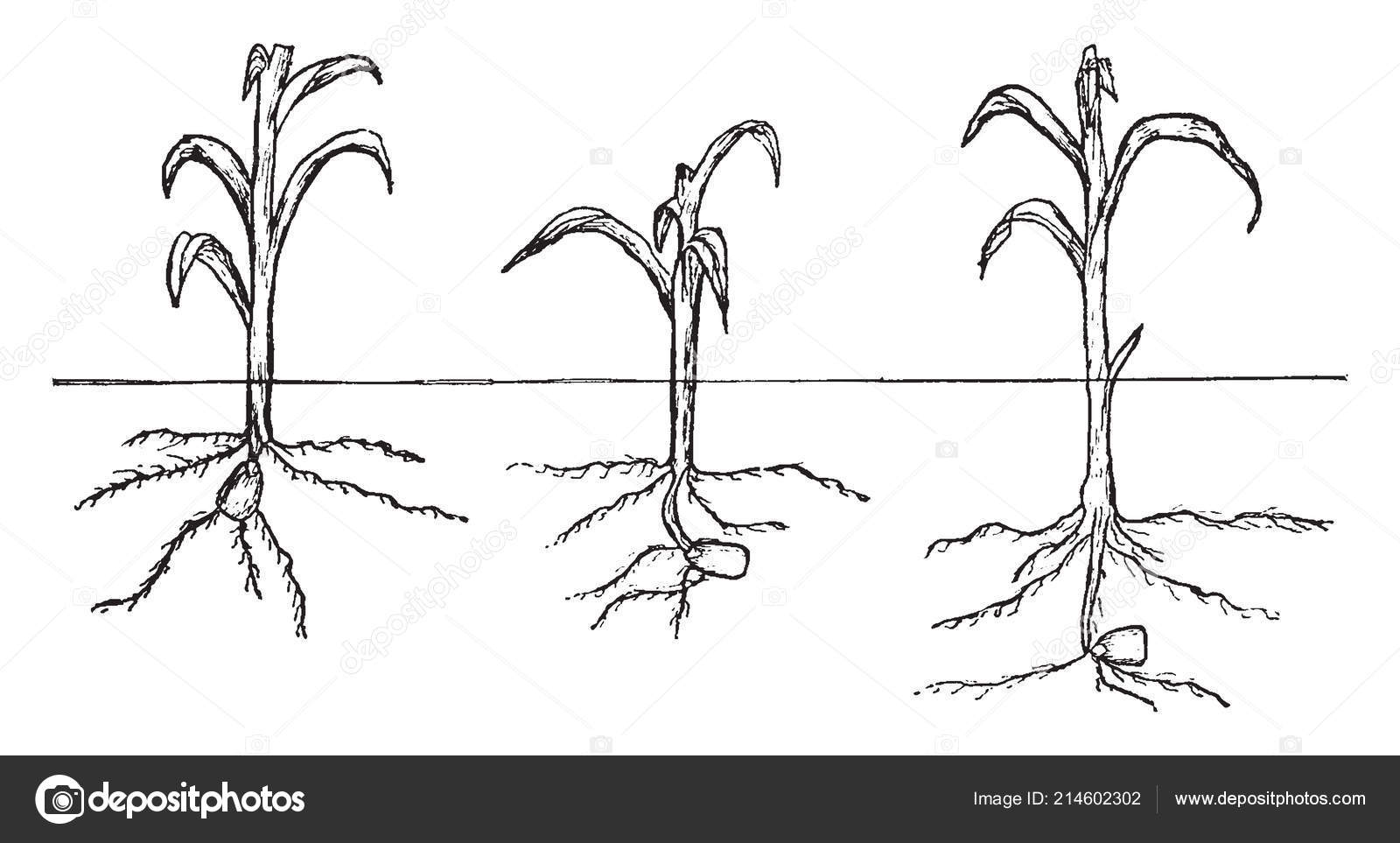 Images Young Corn Which Grown Corn Root Hairs Also Seen Stock Vector ...