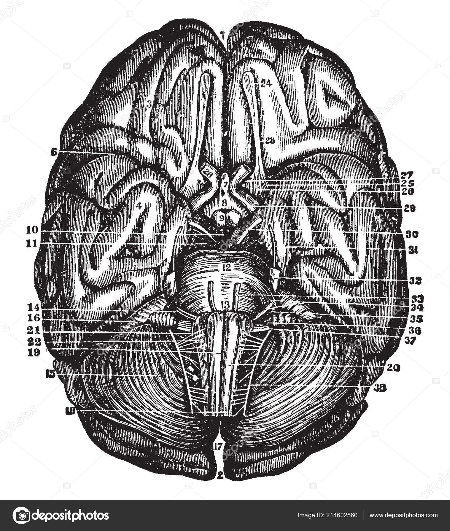 Base Brain Cerebellum Together Cranial Nerves Vintage Line Drawing ...
