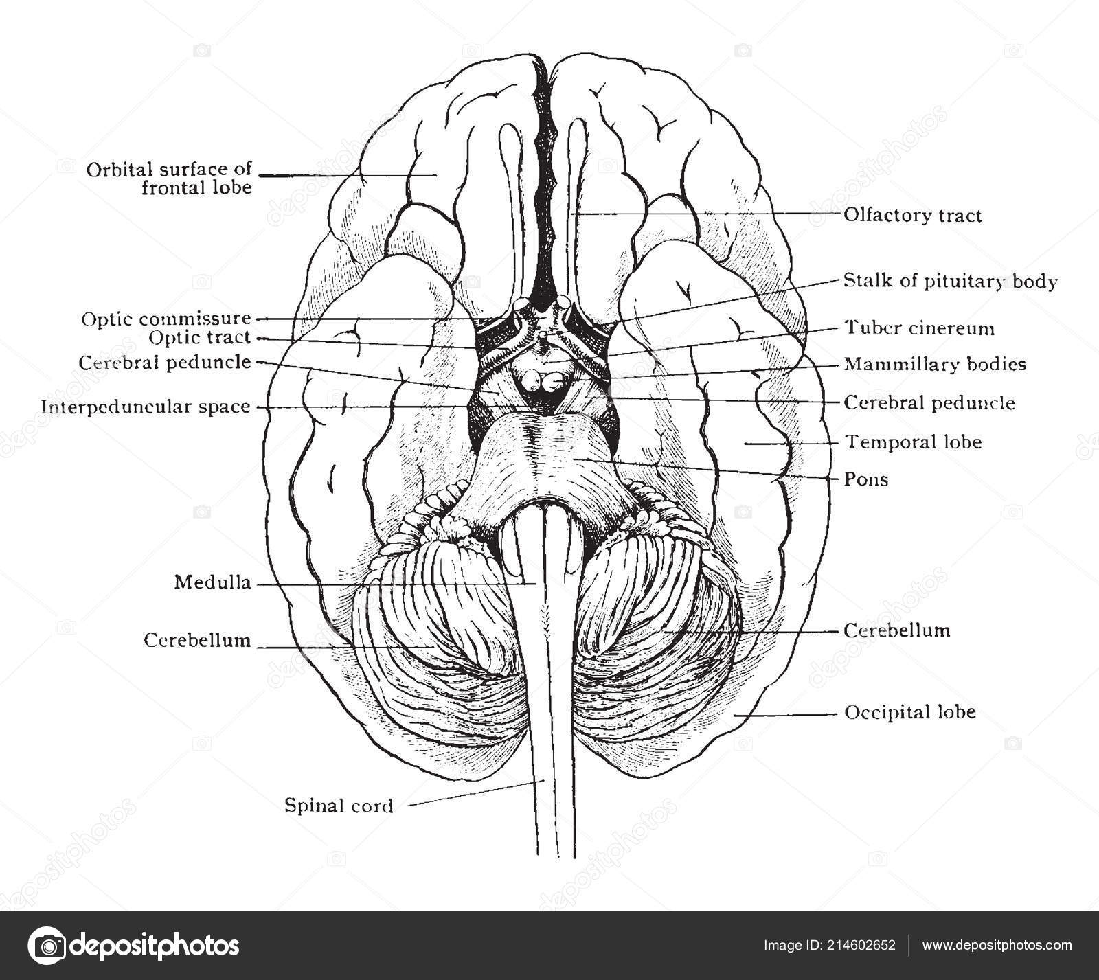 Anatomía Del Cerebro Simplificada