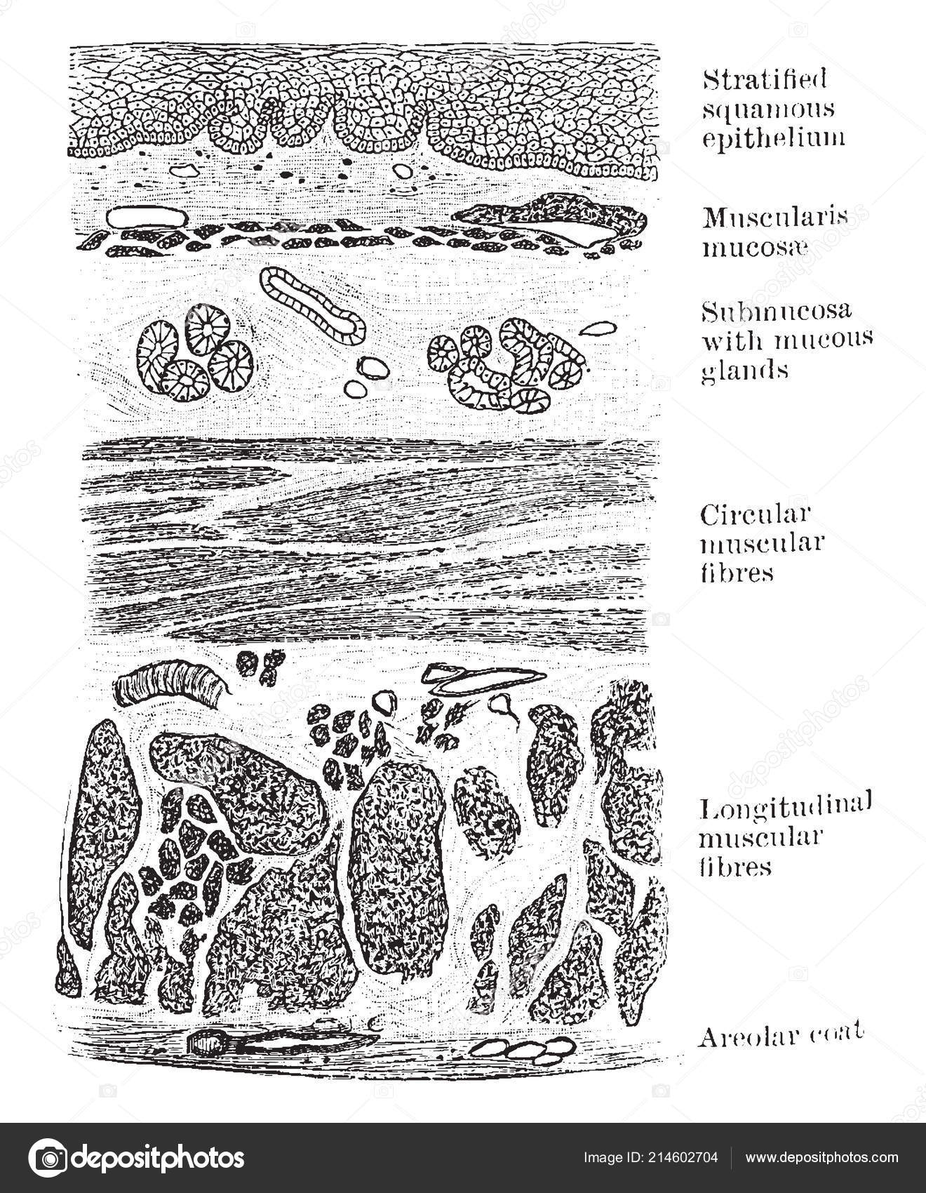 Este Diagrama Representa Sección Esófago Dibujo Línea Vintage ...