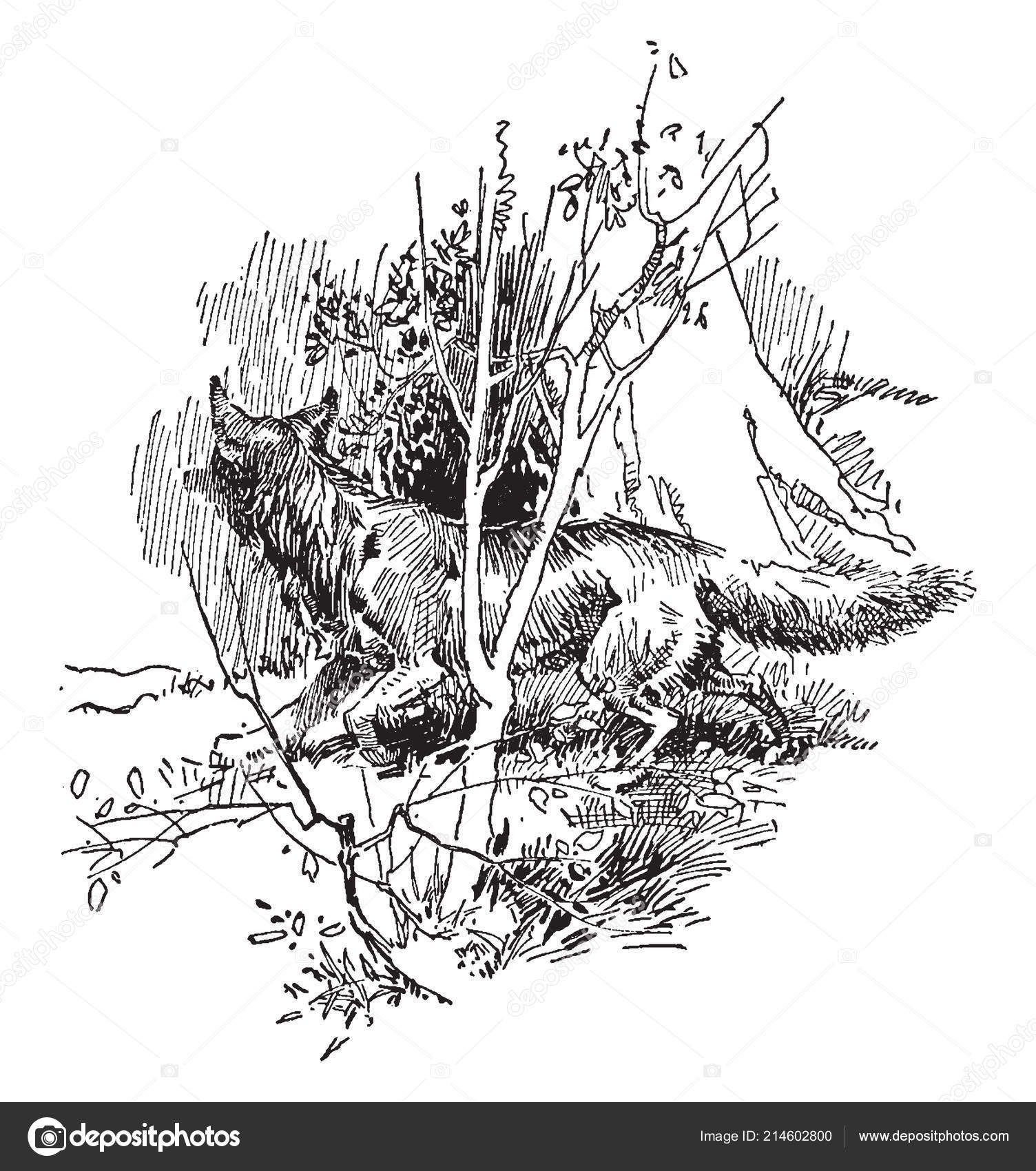 Fox Hunting Scene Shows Fox Running Vintage Line Drawing Engraving ...