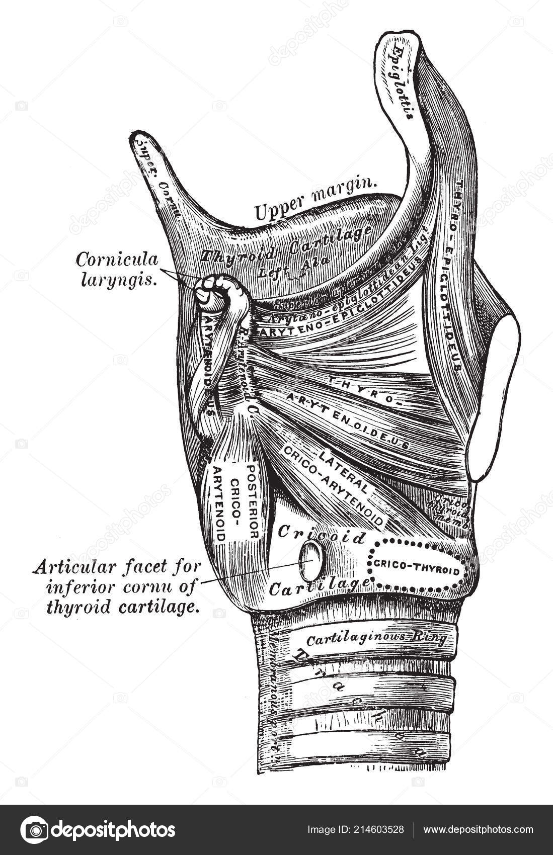 Diagrama De Laringe Sem Rotulo