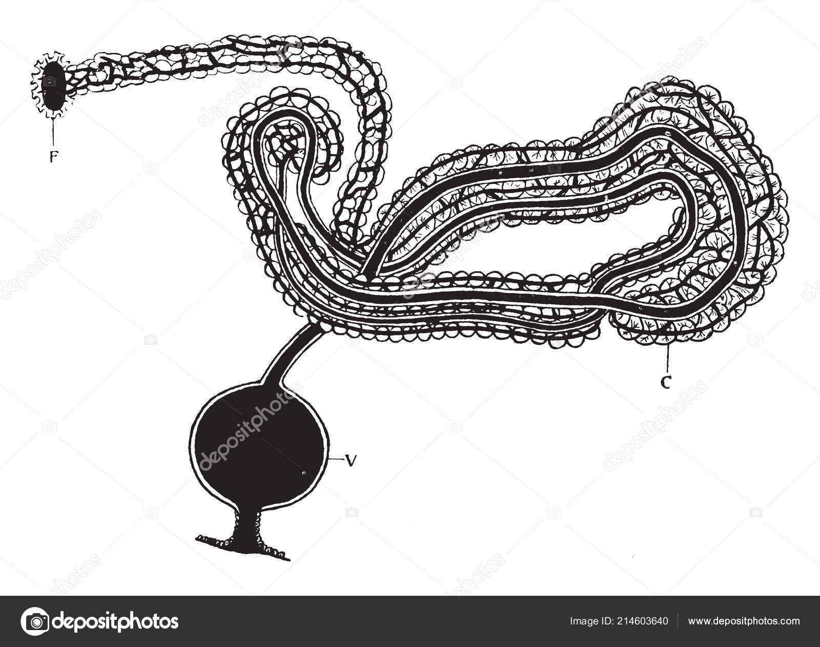 Nephridium Leech Vintage Line Drawing Engraving Illustration Stock ...