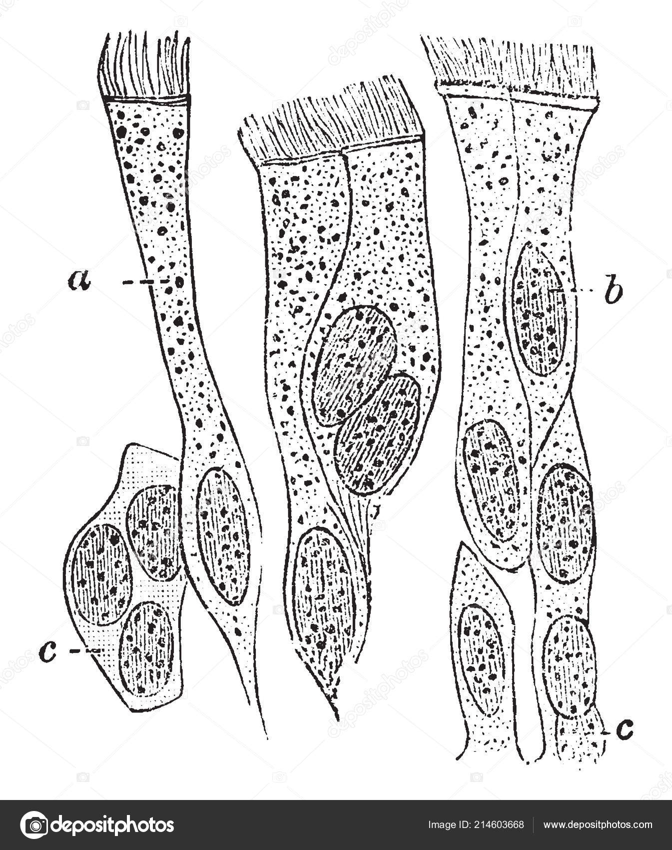 Pseudostratified Ciliated Columnar Epithelium Drawing