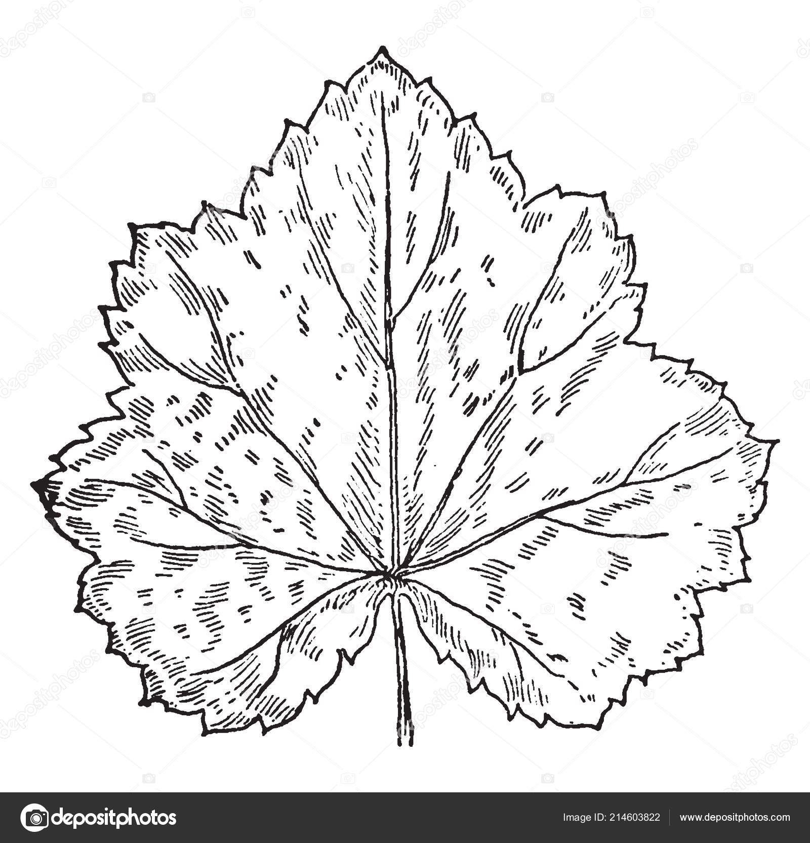 Monocotyledon Leaf Leaf Shape Elliptic Widest Part Leaf Axis Middle ...