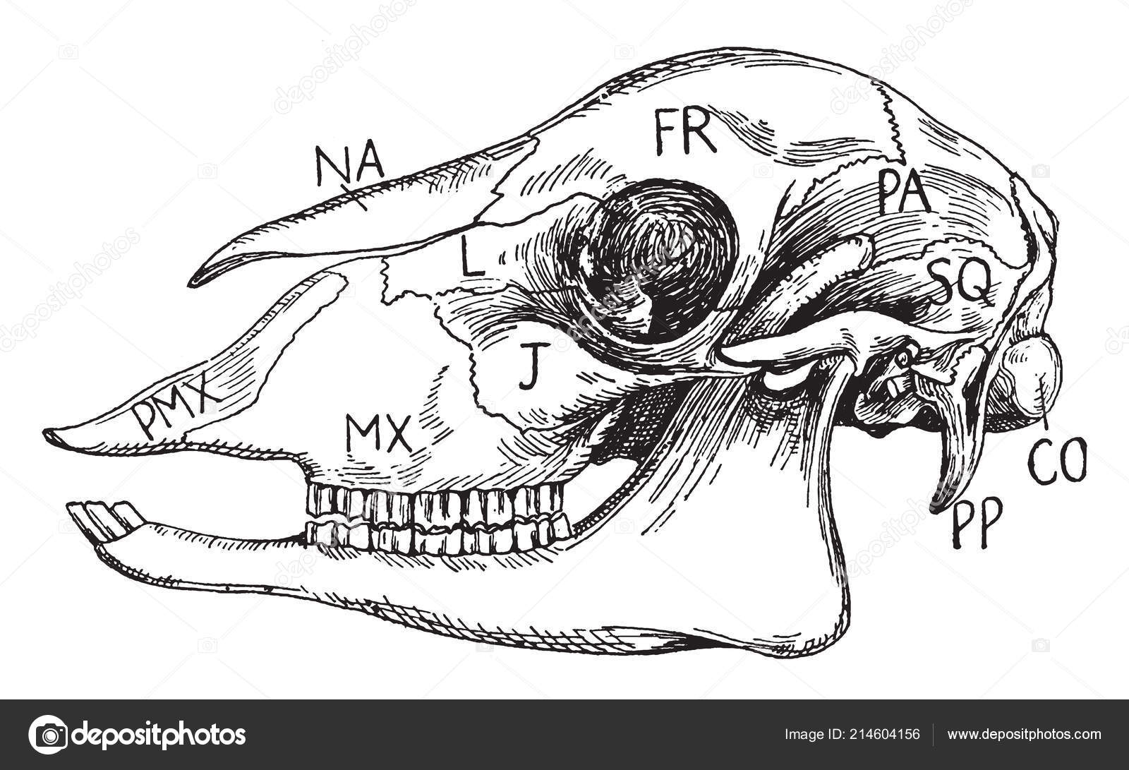 Sheep Side View Drawing
