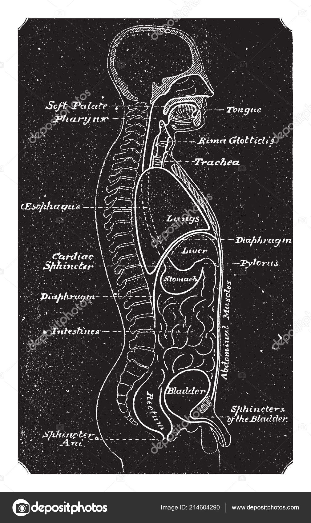 Diagram Showing Separate Abdominal Chest Cavities Vintage Line Drawing ...