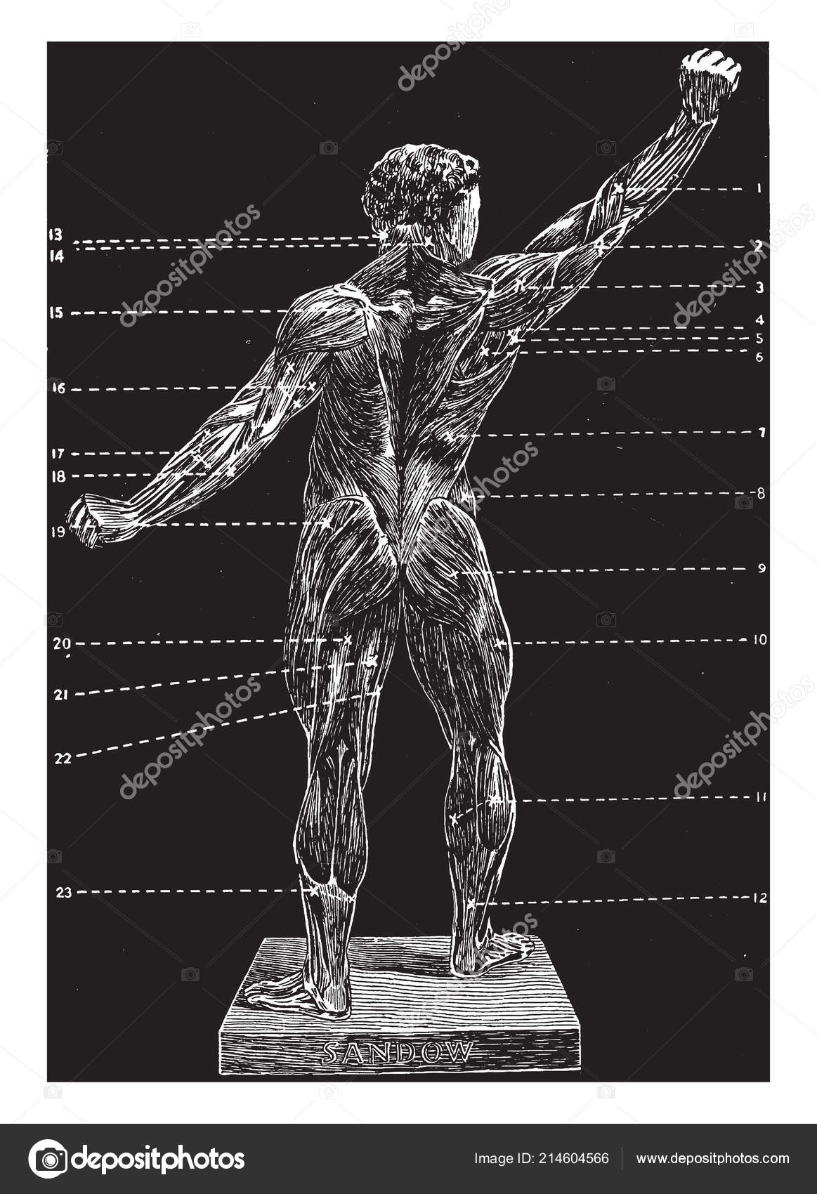 General View Human Body Back View Vintage Line Drawing Engraving Stock ...