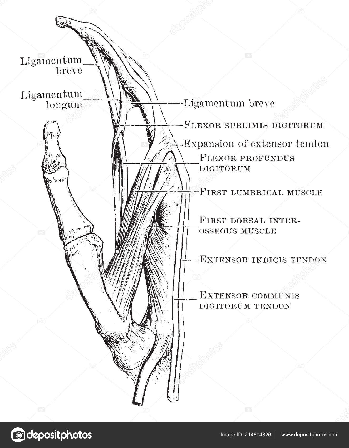 Tendons Attached Index Finger Vintage Line Drawing Engraving ...