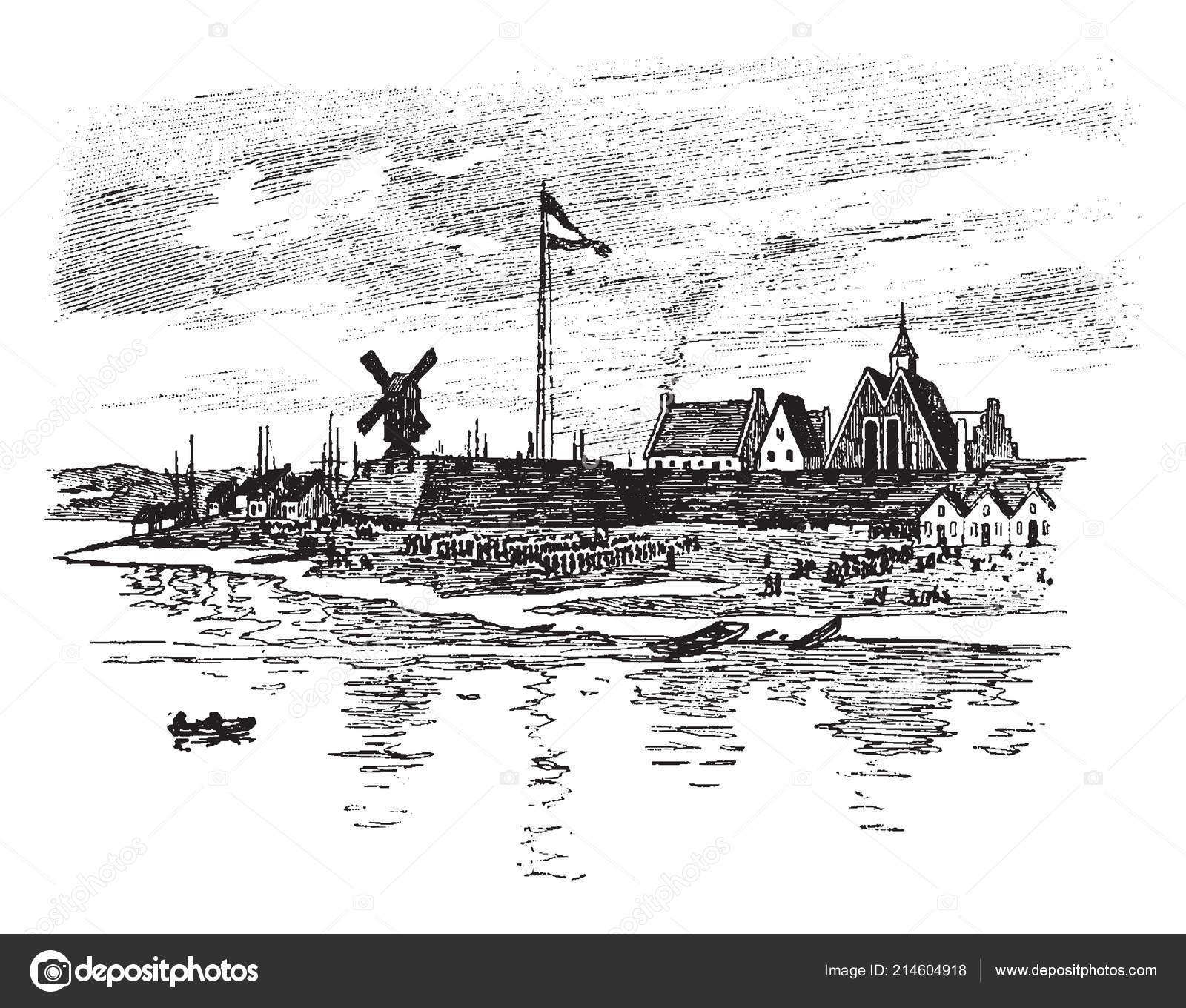 Hibiscus Laevis Halberd Leaf Rosemallow Herbaceous Perennial Flower ...