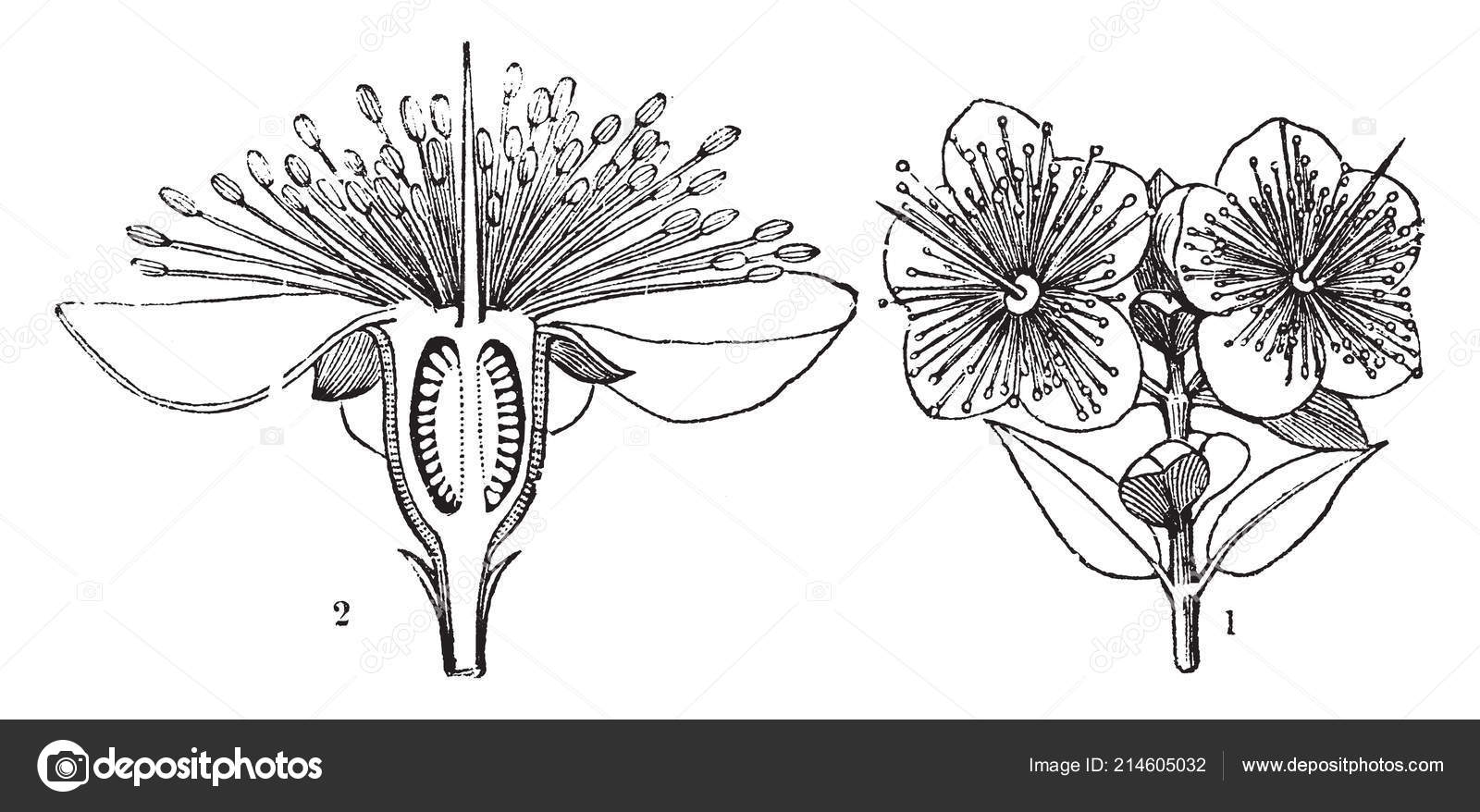 Picture Myrtle Flower Common Name Myrtle Comes Ancient Greek Word ...