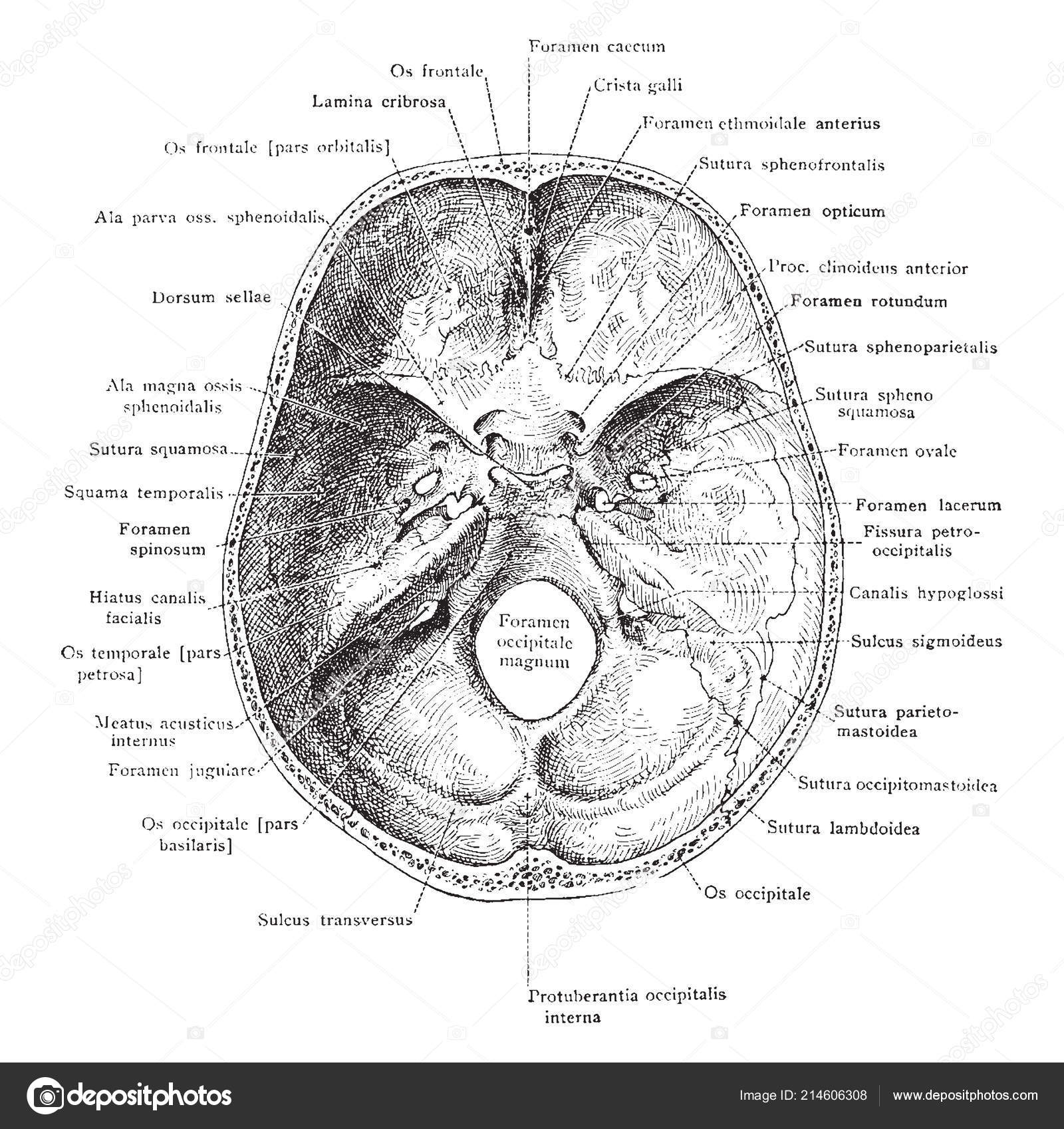 Esta Ilustración Representa Base Del Cráneo Desde Dentro Dibujo Línea ...