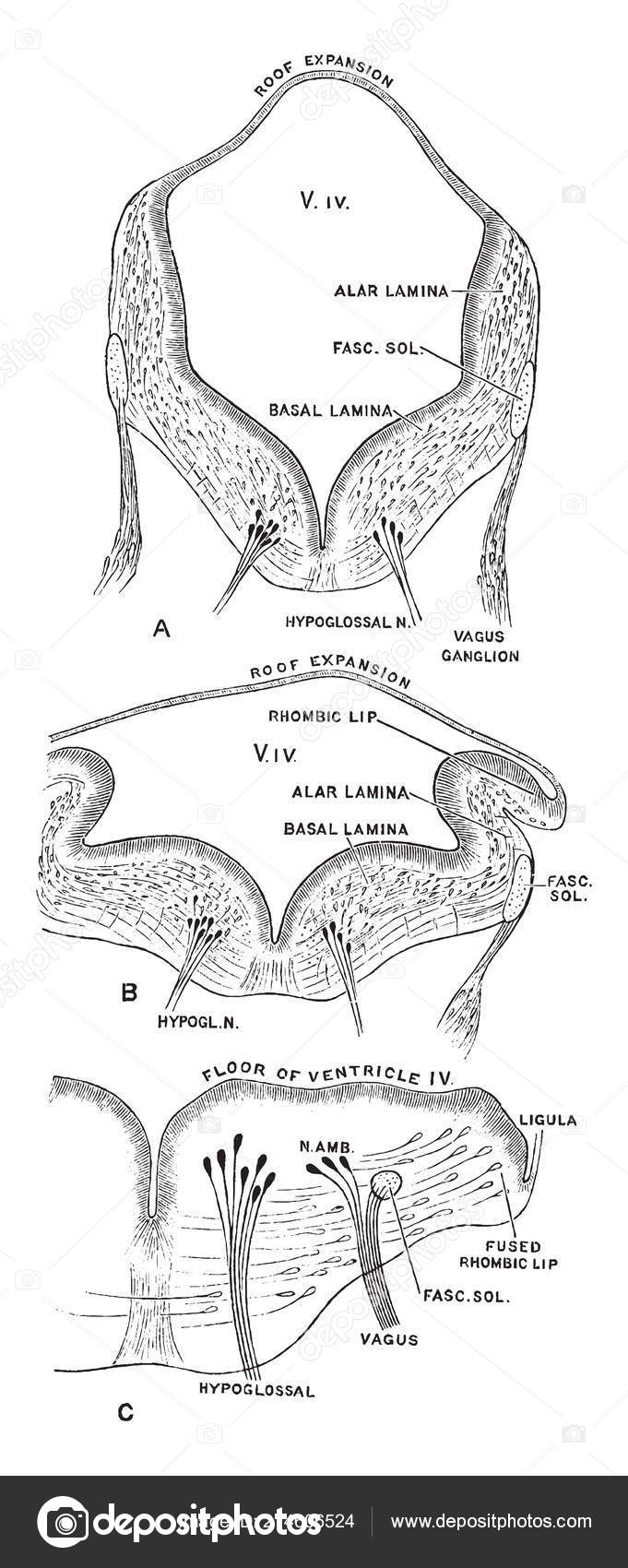 Illustration Represents Development Medulla Oblongata Vintage Line ...
