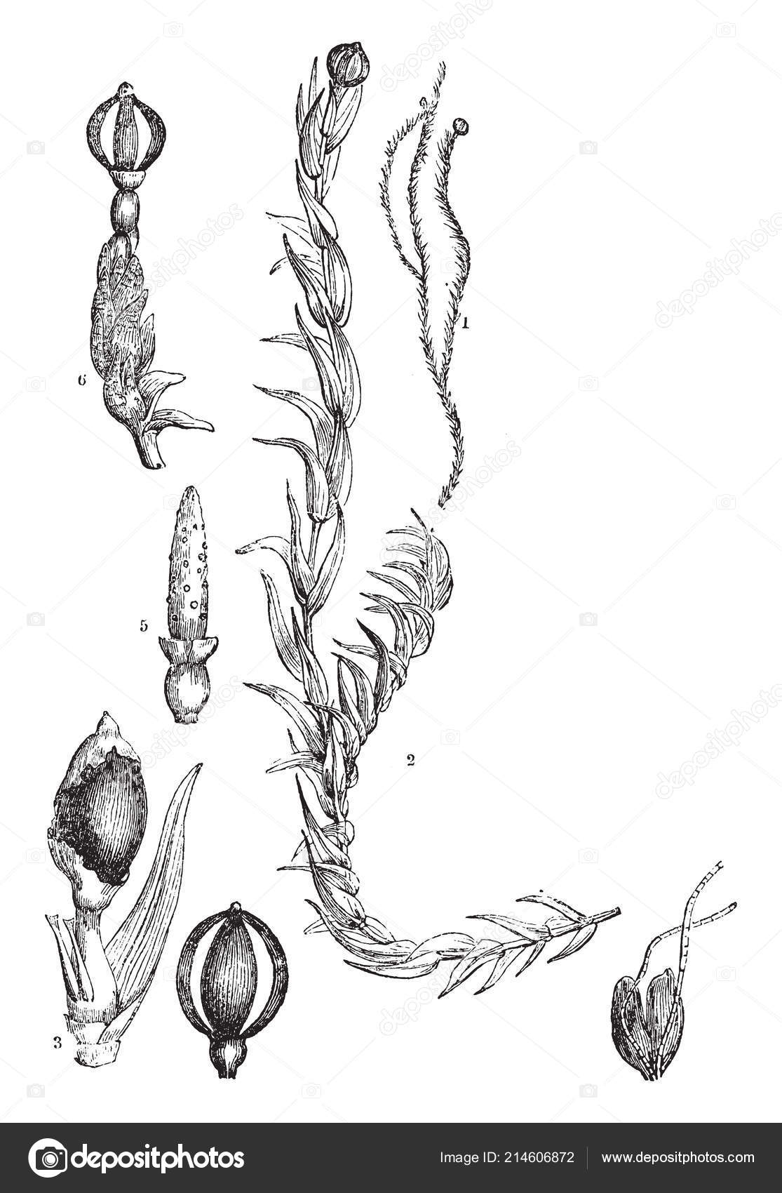Image Shows Andrea Nivalis Same Much Magnified Spore Case Torn Stock ...