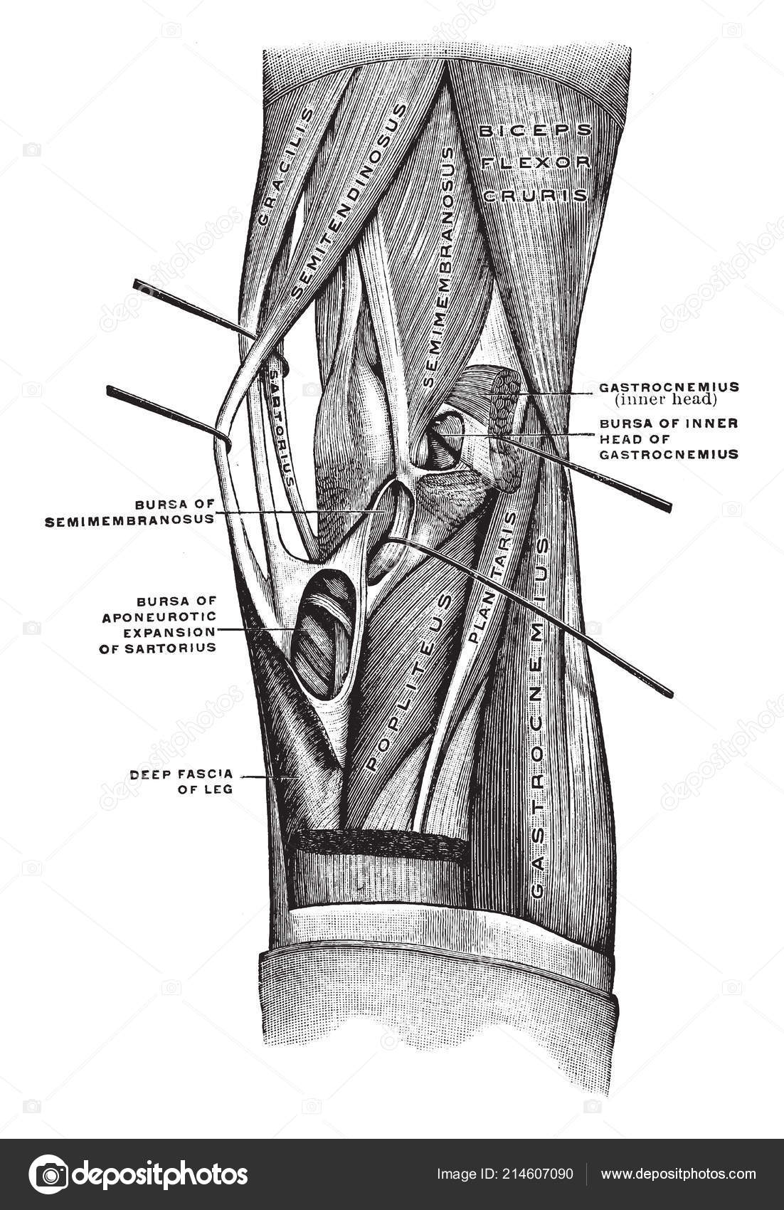 Esta Ilustración Representa Músculos Rodilla Dibujo Línea Vintage ...