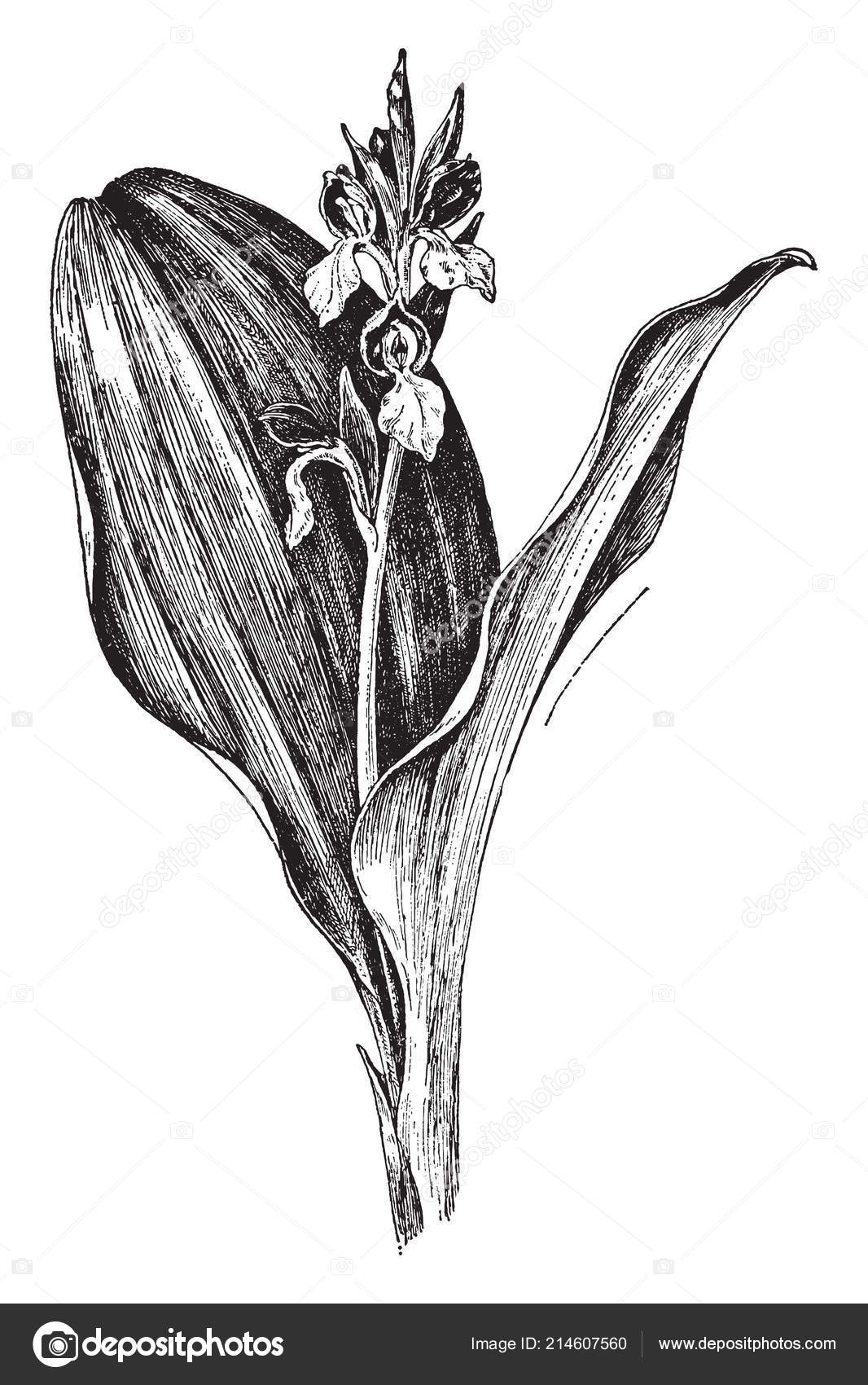 Stems Thin Branches Arranged Side Top Leaves Lanceolate Wide Many Stock ...