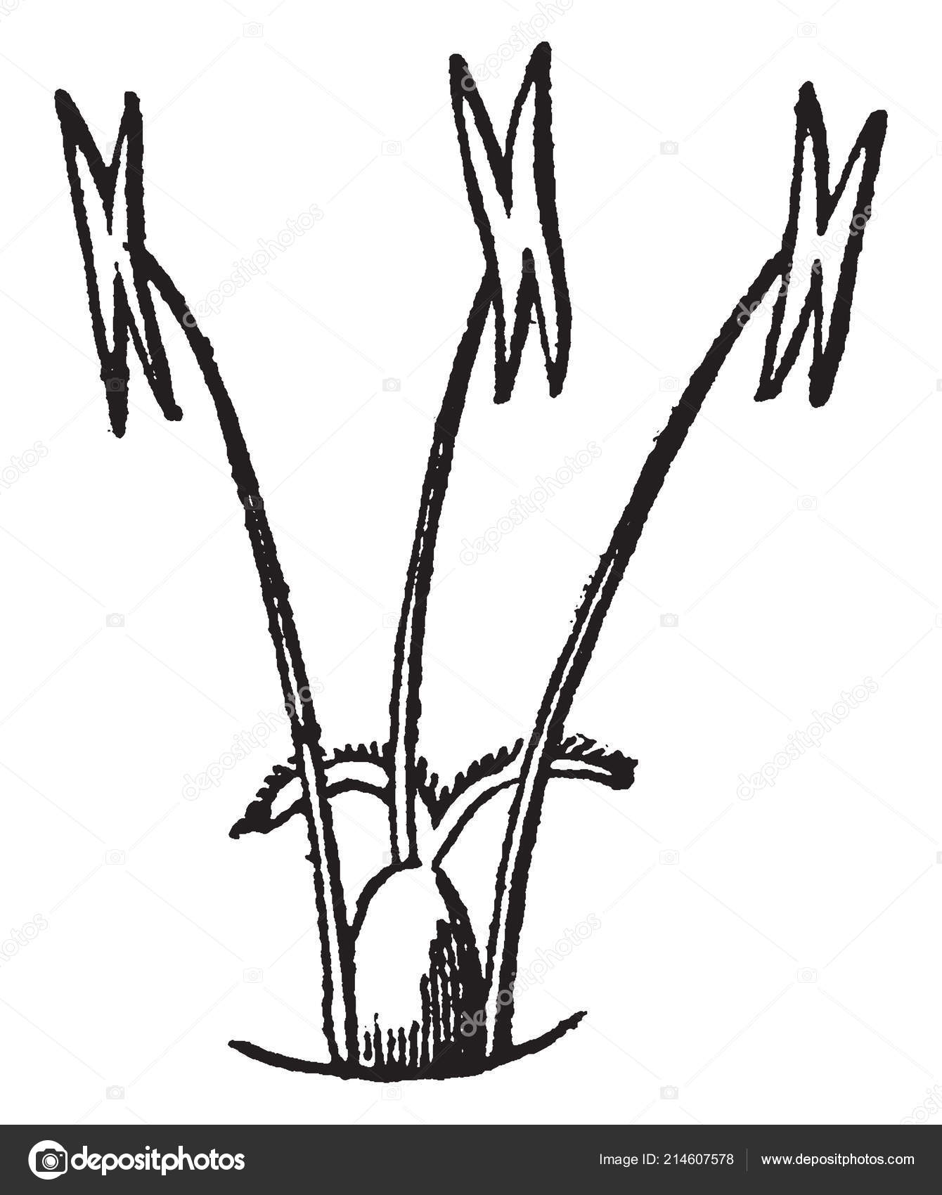 Picture Showing Triangular Stem Also Known Three Cornered Leek Allium ...