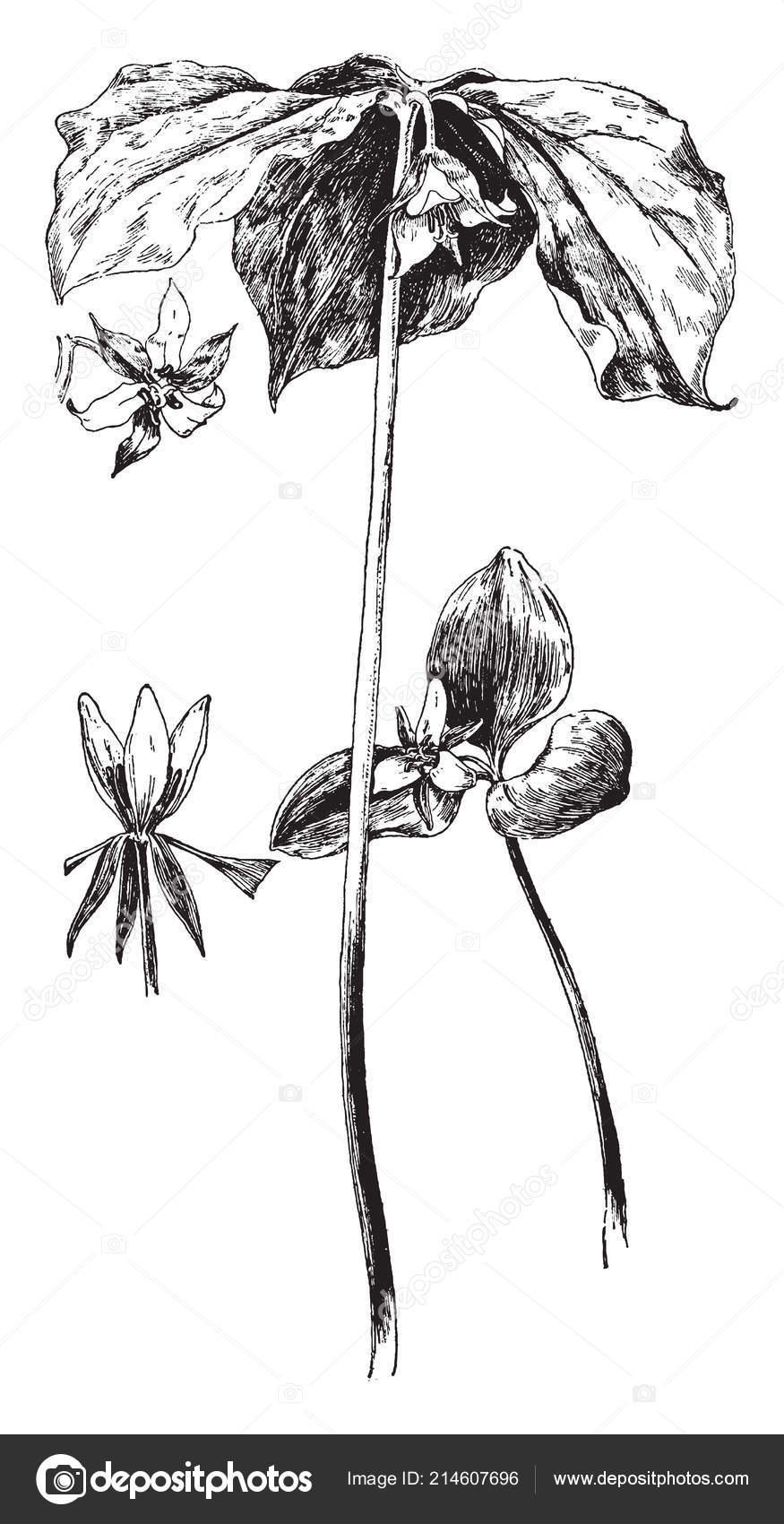Cross Section Portion Leaf Ficus Elastica Showing Multiple Epidermis ...