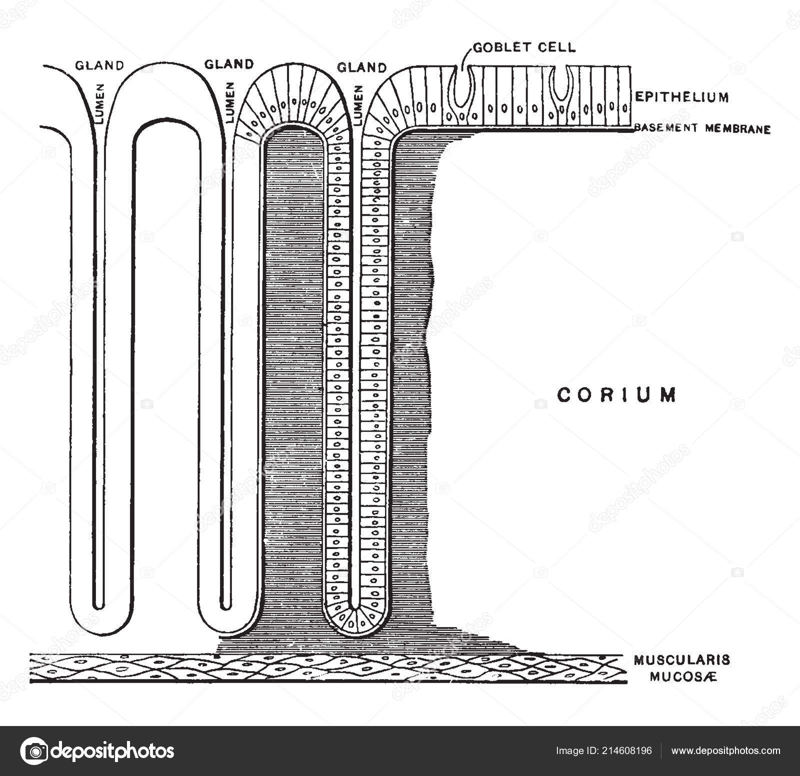 Diagram Represents Mucous Membrane Vertical Section Vintage Line ...