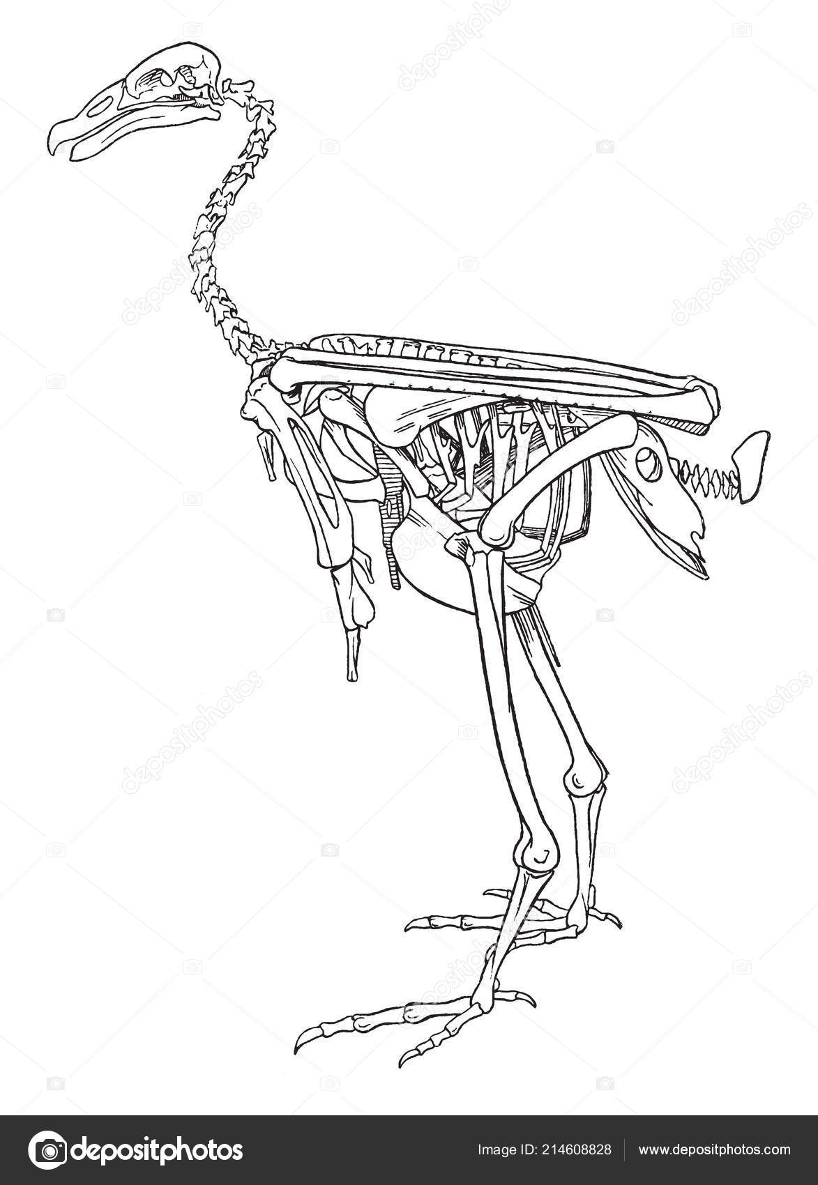 Esqueleto Entero Cóndor Que Muestra Las Posiciones Relativas Los Huesos ...