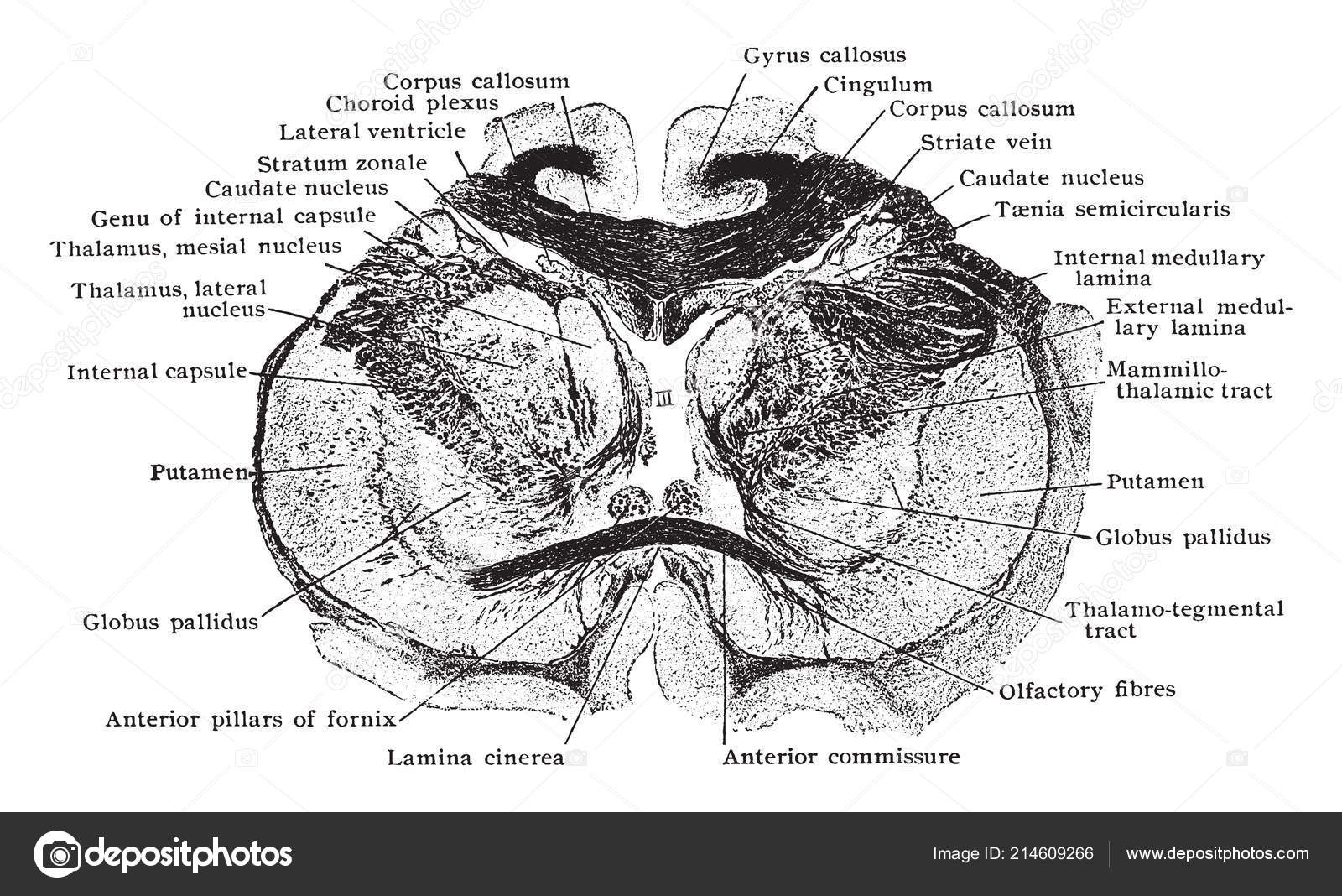 Anterior Commissure