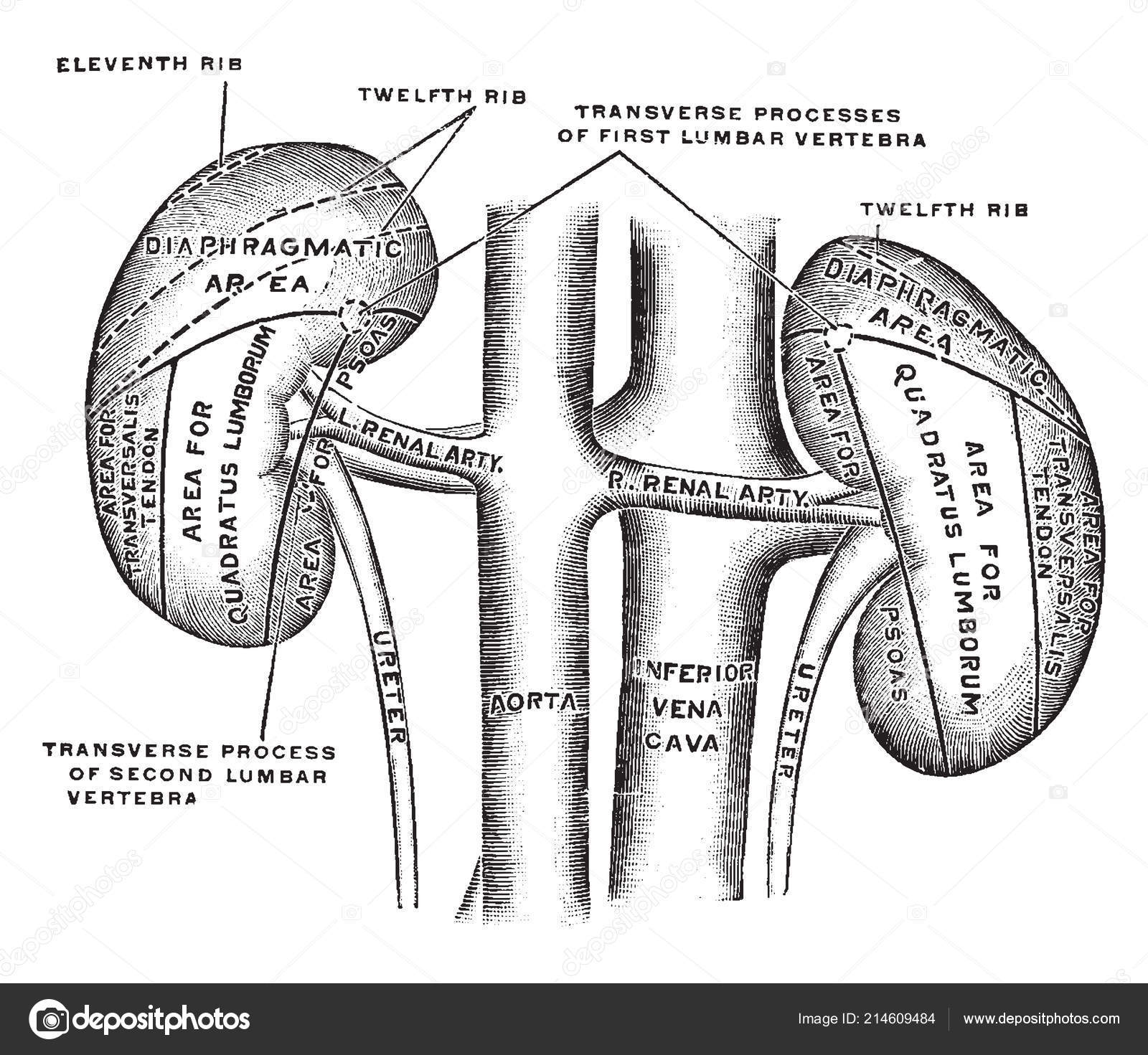 Illustration Represents Posterior Surface Kidneys Vintage Line Drawing ...