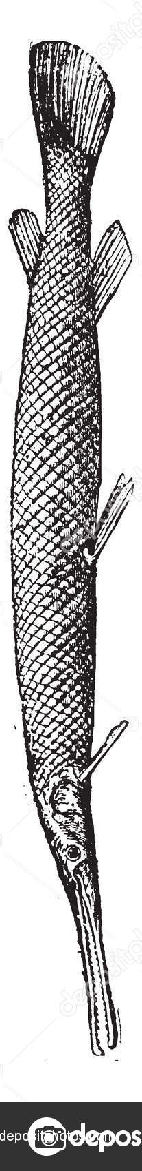 Gar Pike Ganoid Fish Vintage Line Drawing Engraving Illustration Stock ...