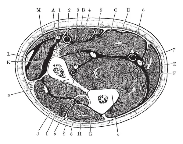 Endométrio Vector Art Stock Images | Depositphotos