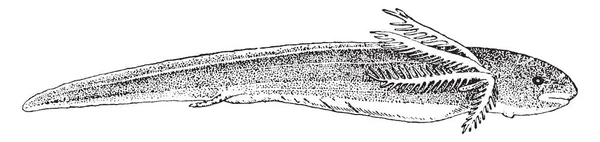 Lungfish Vector Art Stock Images | Depositphotos