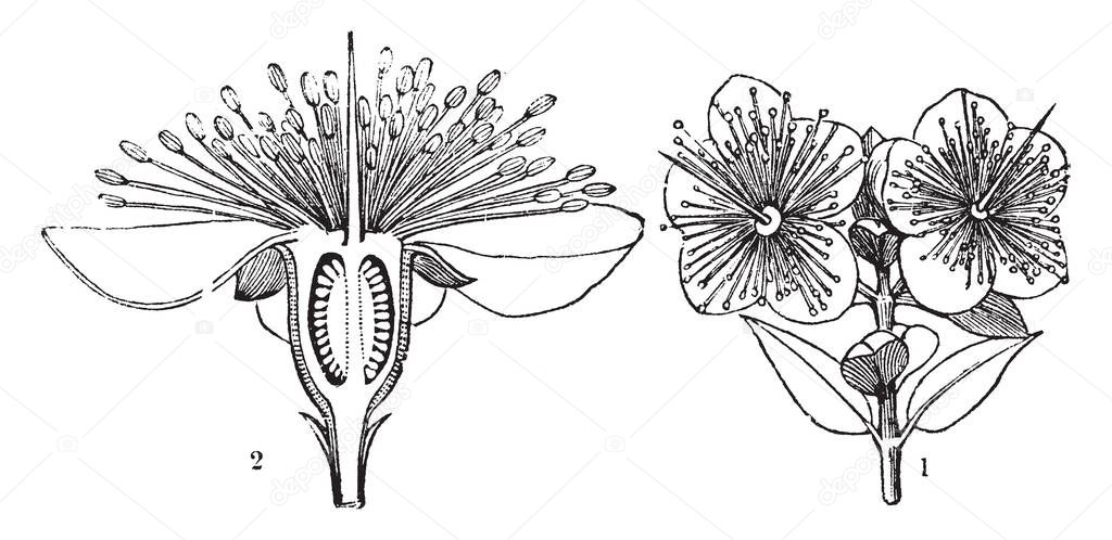 Picture Myrtle Flower Common Name Myrtle Comes Ancient Greek Word ...