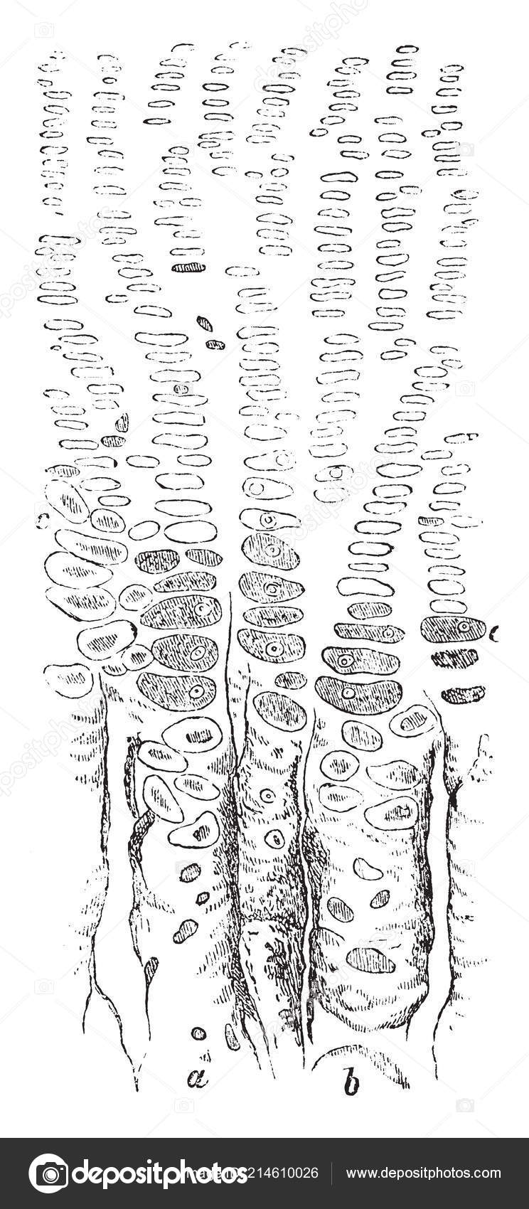 Longitudinal Section Ossifying Cartilage Humerus Fetal Sheep Vintage ...
