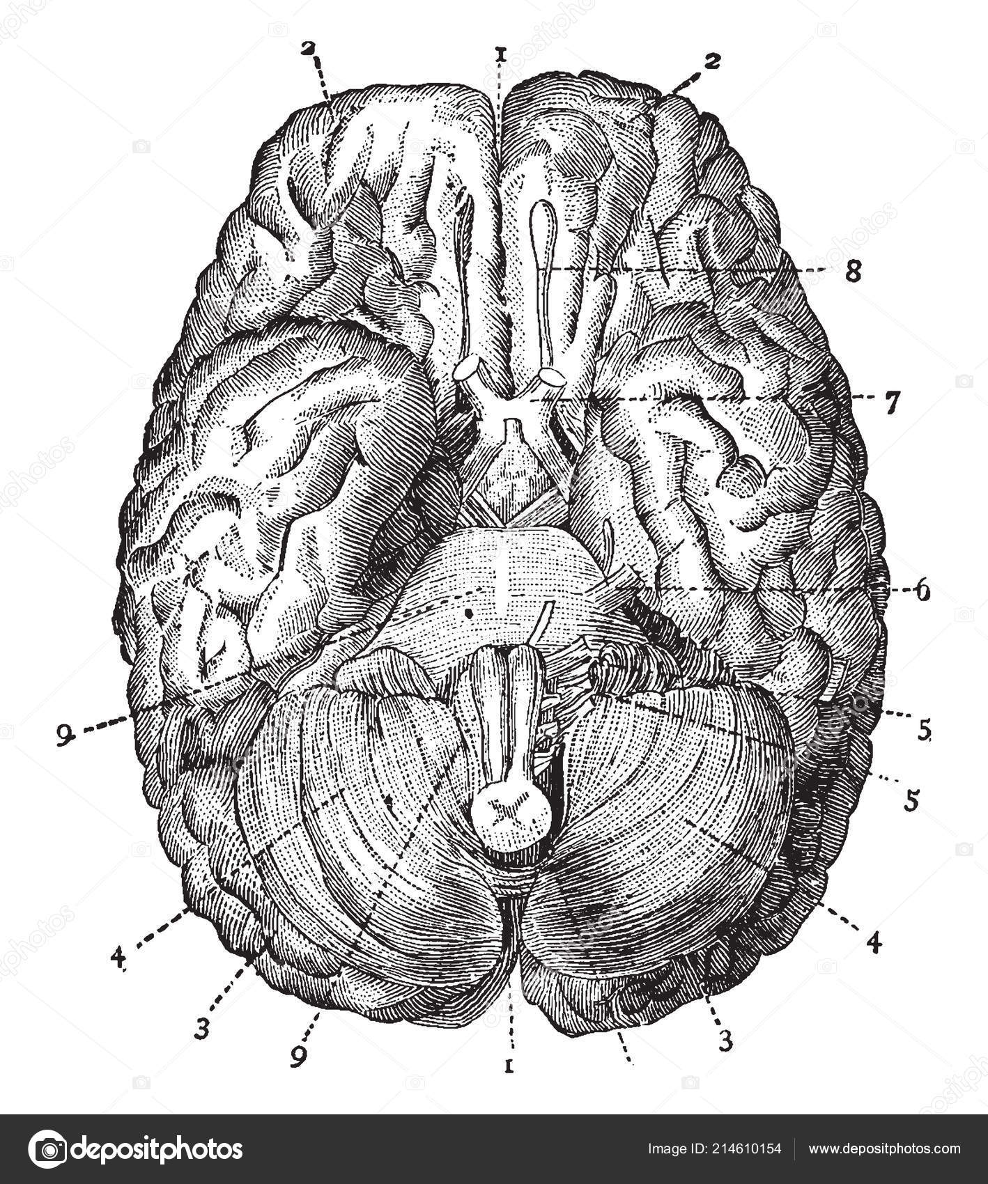 Longitudinal Fissure Separating Hemispheres Vintage Line Drawing ...