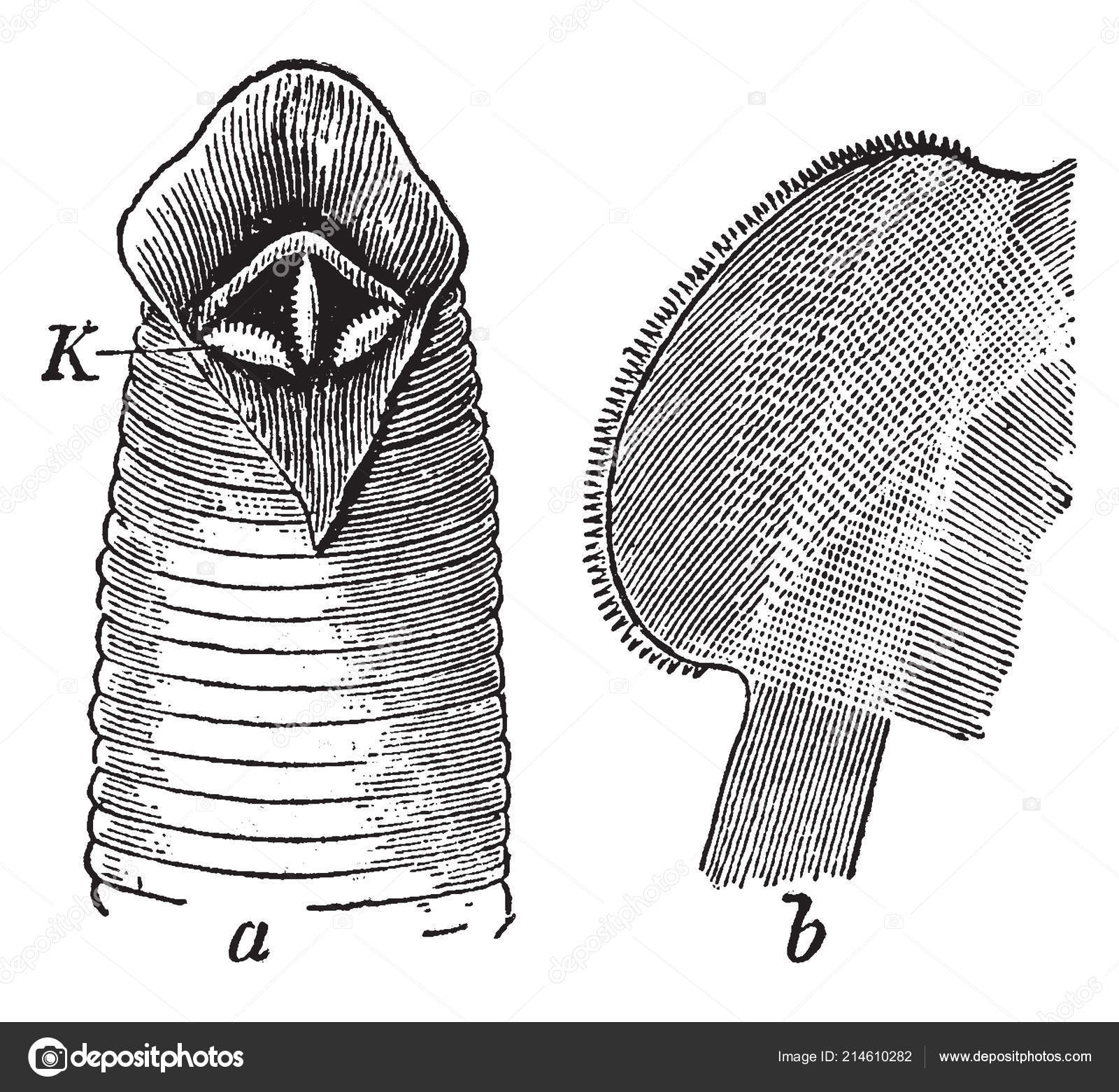 Medical Leech Showing Three Jaws One Jaws Isolated Finely Toothed Stock ...