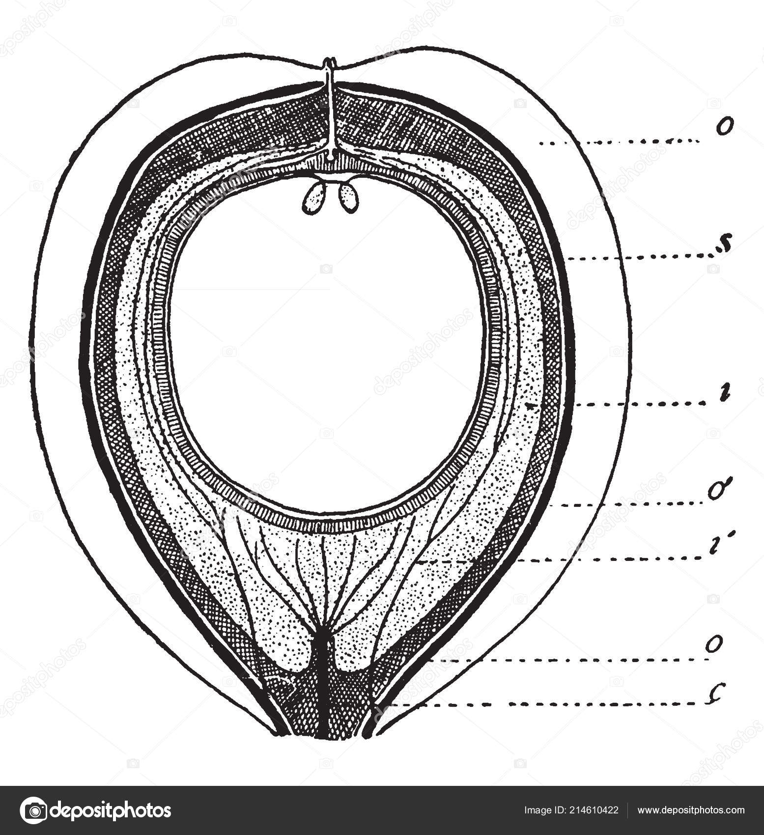 Cycas Diagram
