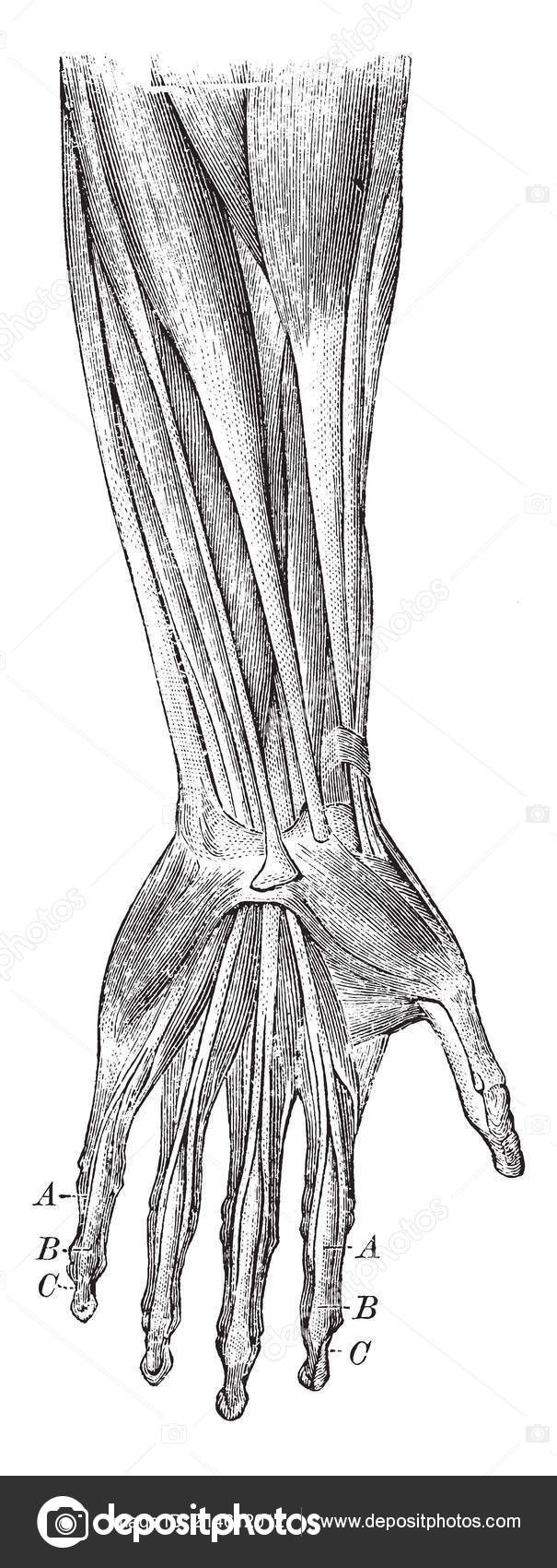 Diagram Represents Tendons Arm Tendons Reach Only Wrist Vintage Line ...