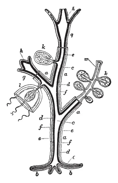 Obelia Diagram Labeled
