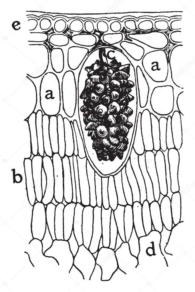 Las plantas Streptopus roseus tienen forma de zigzag con hojas alternas ...