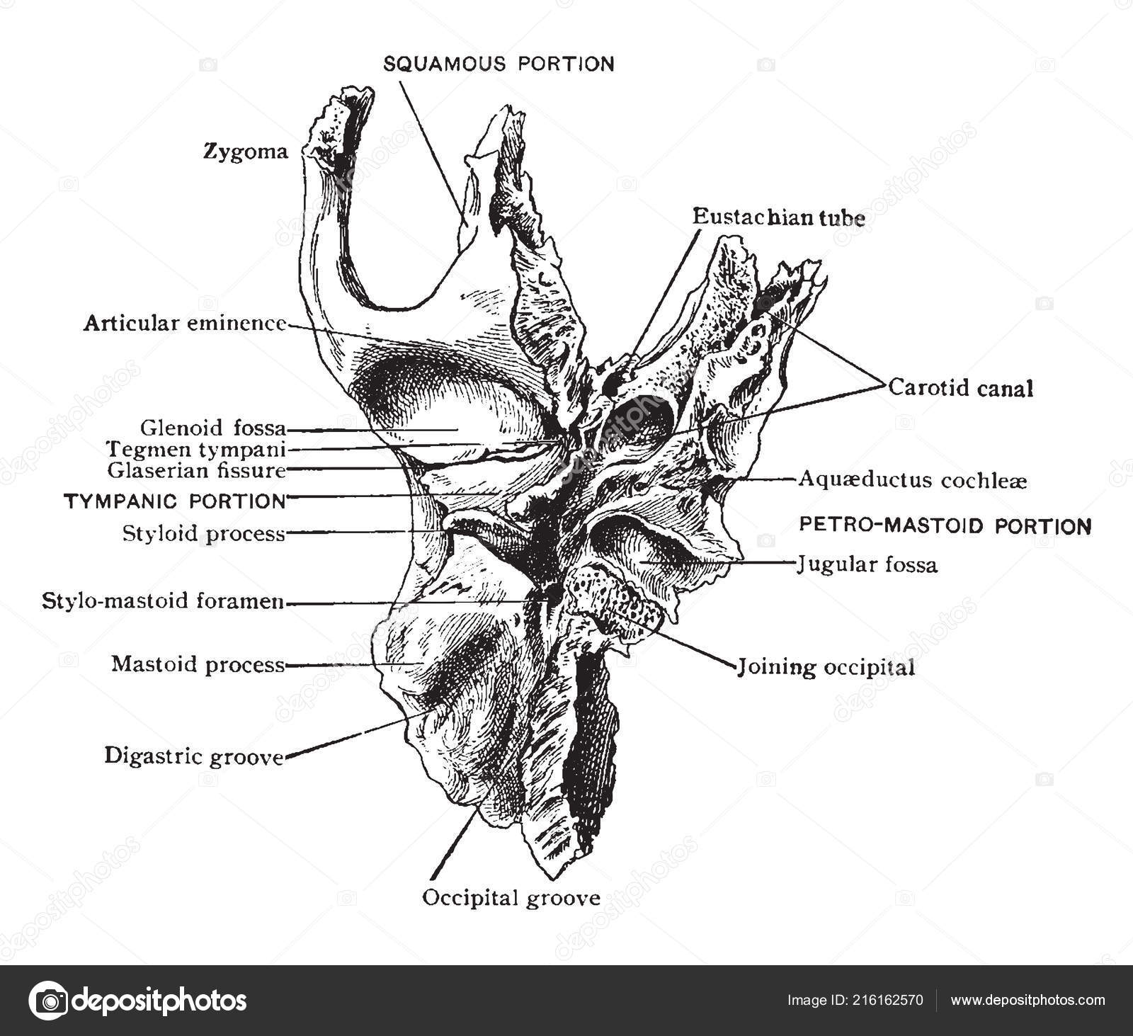 Illustration Represents Temporal Bone Vintage Line Drawing Engraving ...