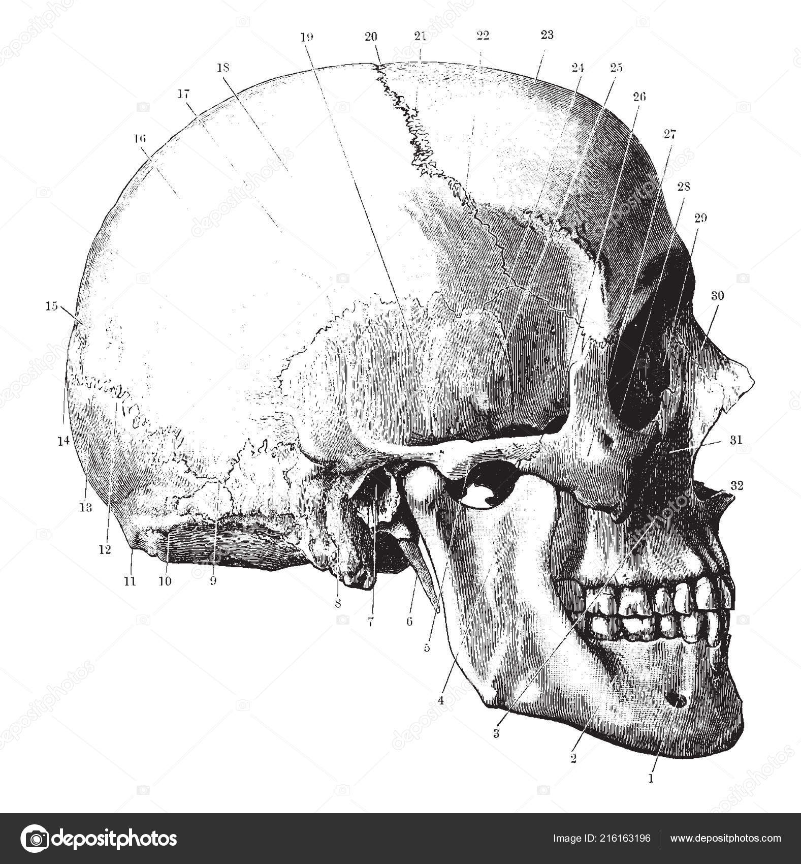 Dibujo Lineal De Cráneo Humano