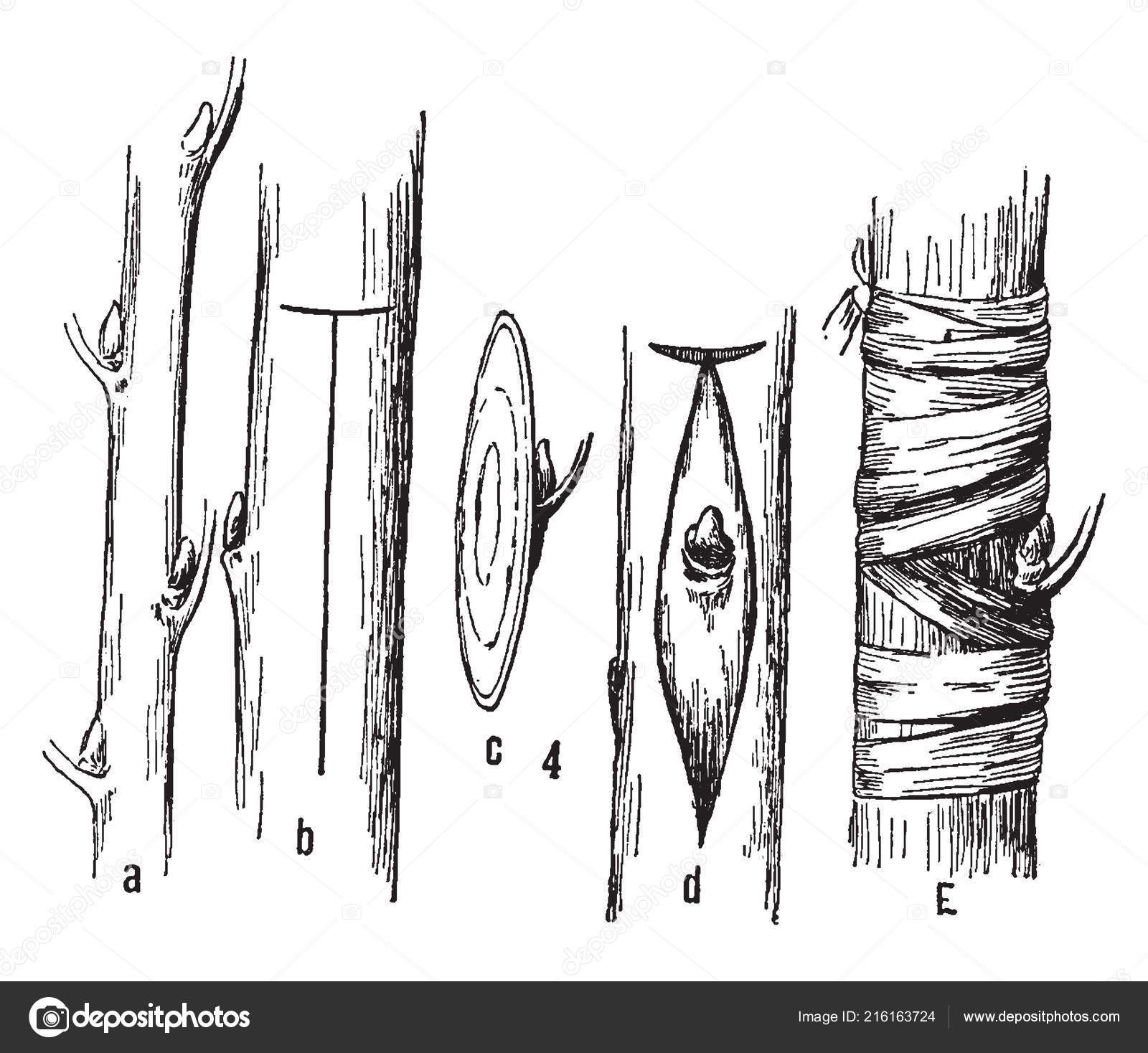Illustration Represents Budding Grafting Which Horticultural Techniques ...